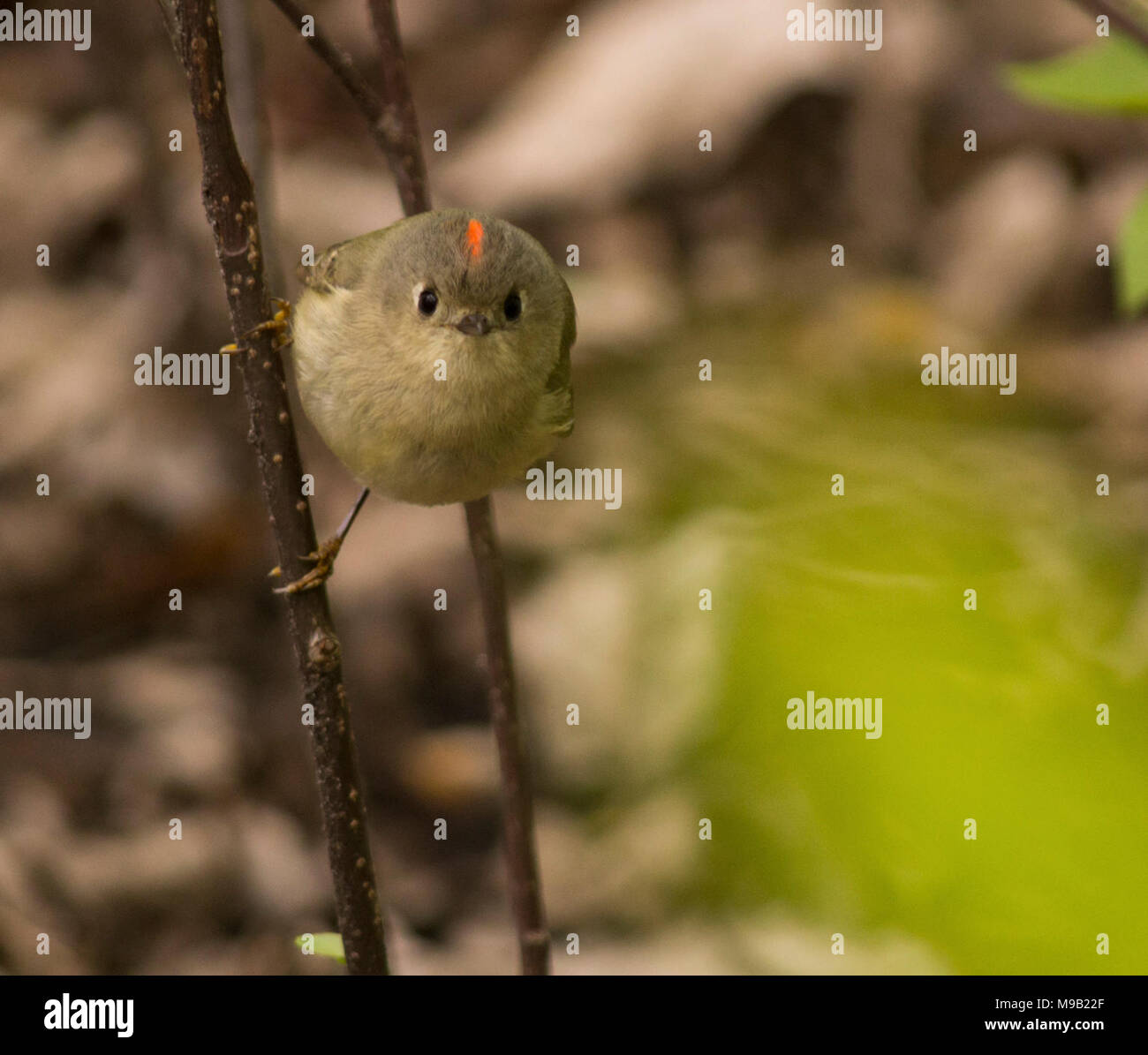 Ruby kinglets hi-res stock photography and images - Alamy
