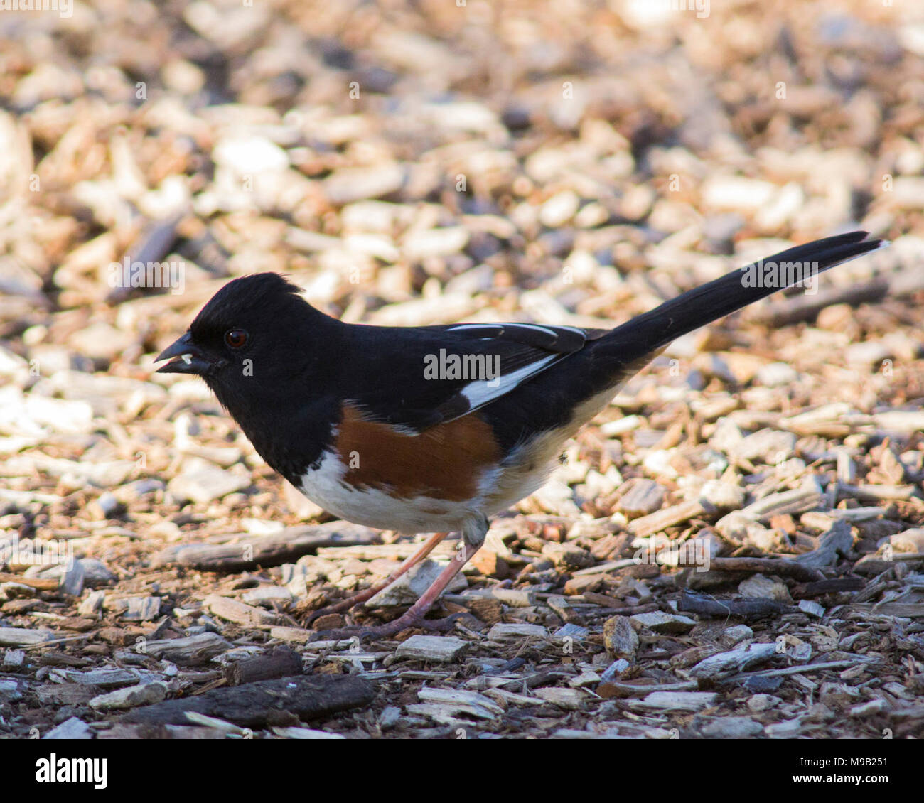 Towhee bird birds towhees hi-res stock photography and images - Alamy