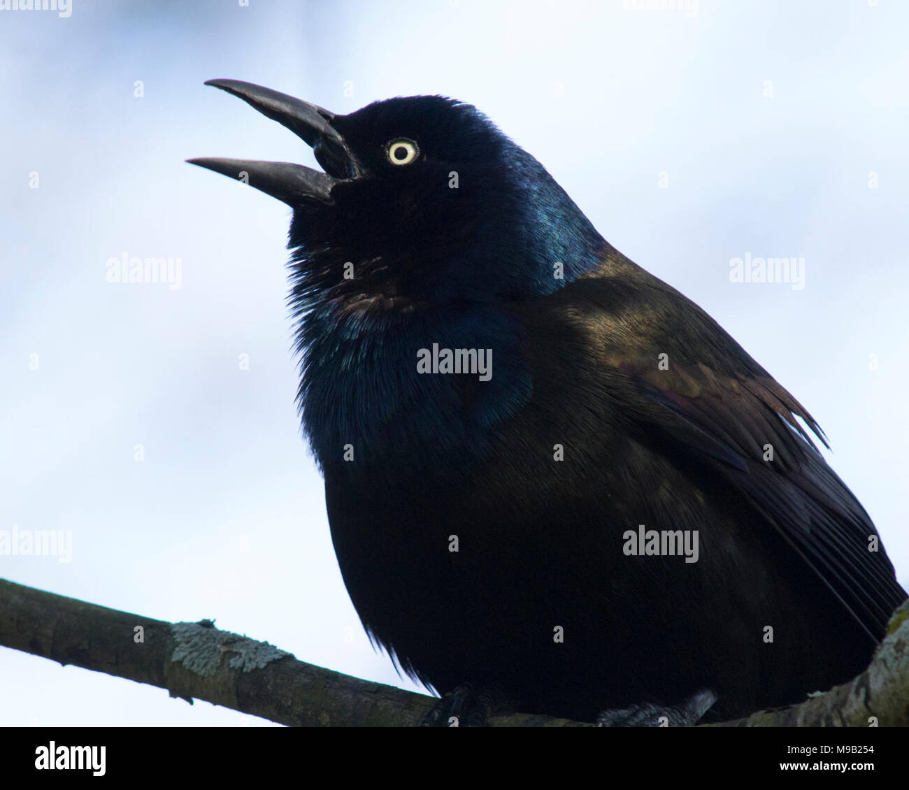 Chicago birding hi-res stock photography and images - Alamy