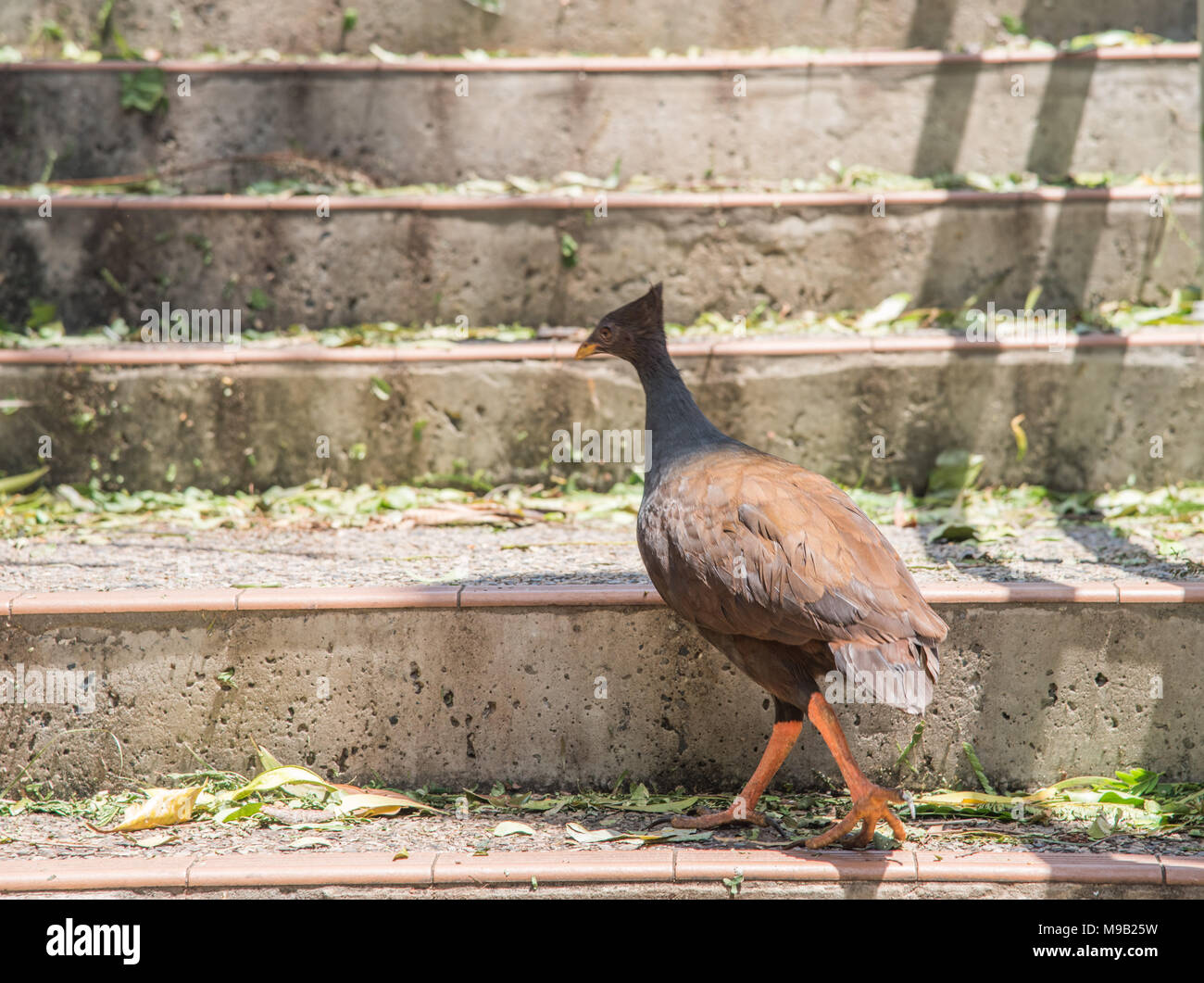 Orange-footed scrub fowl walking by steps outdoors in Darwin, Australia ...
