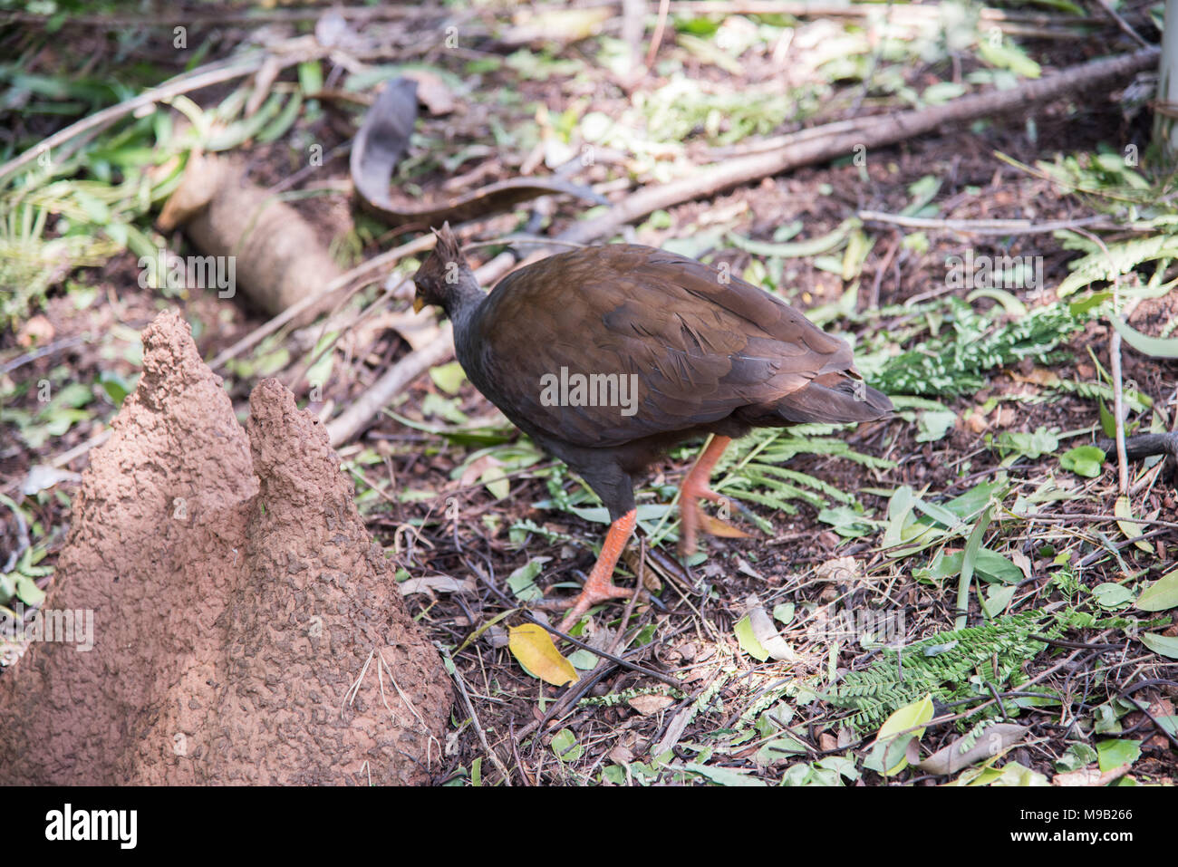 Orange-footed scrub fowl in the rainforest in Darwin, Australia Stock ...