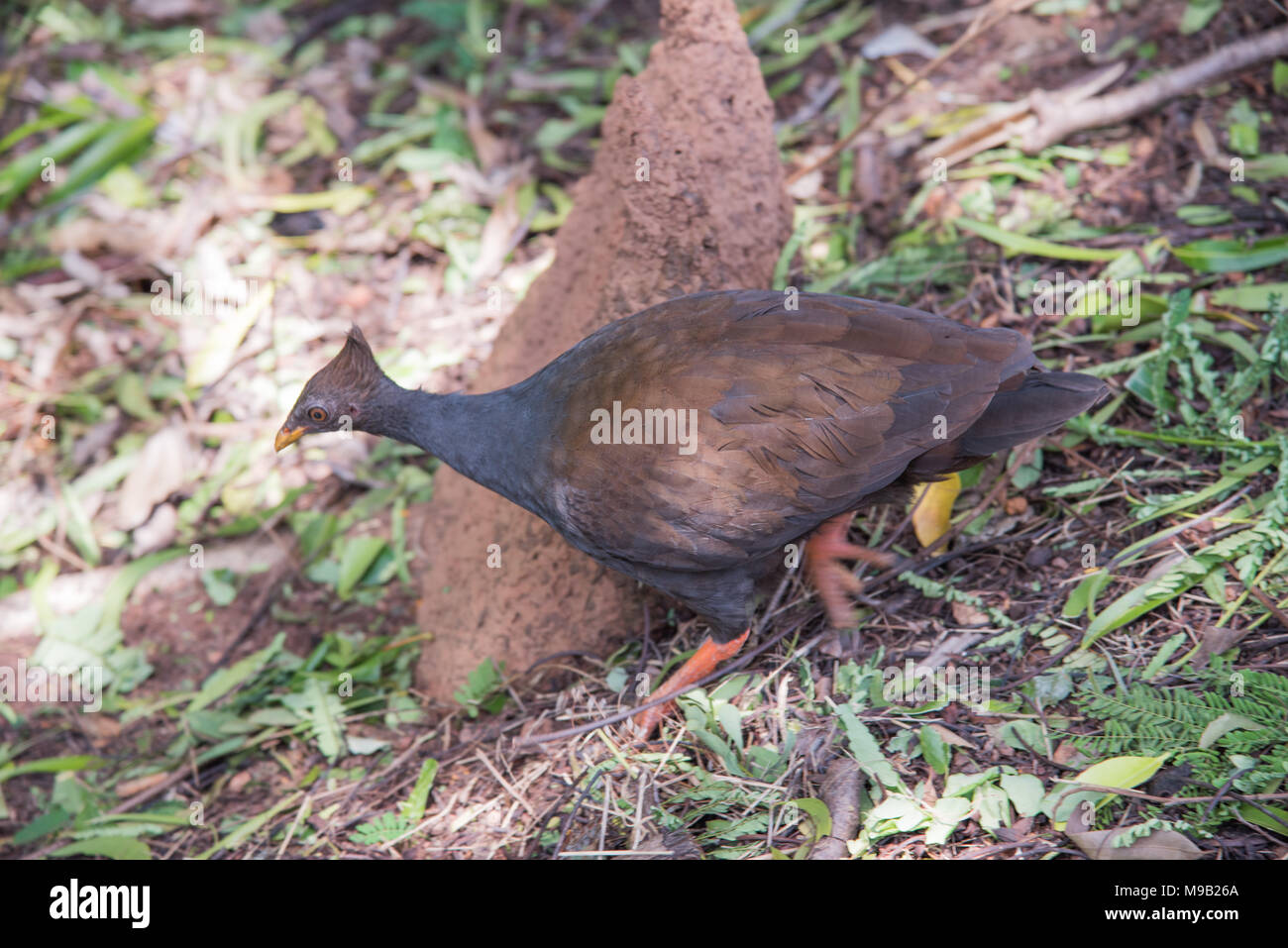 Orange-footed scrub fowl with termite mound in the rainforest in Darwin ...