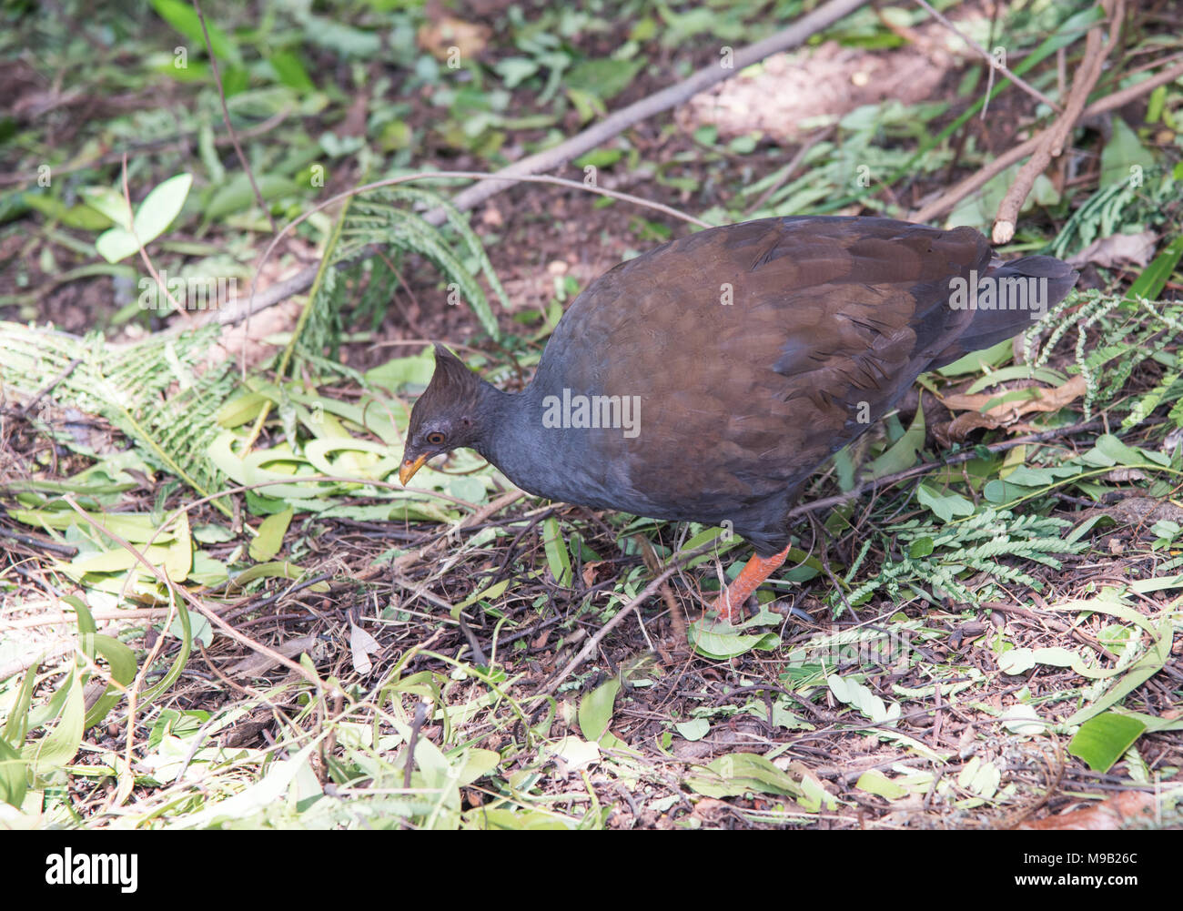 Orange-footed scrub fowl in the rainforest in Darwin, Australia Stock ...