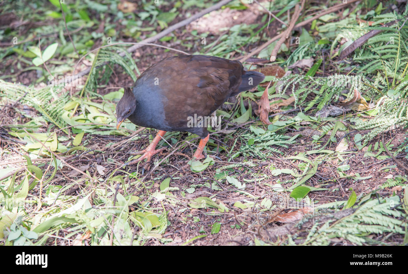 Orange-footed scrub fowl in the rainforest in Darwin, Australia Stock ...