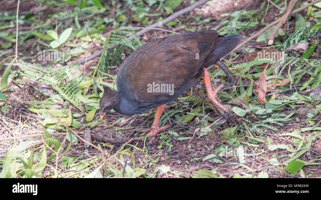 Orange-footed scrub fowl in the rainforest in Darwin, Australia Stock ...