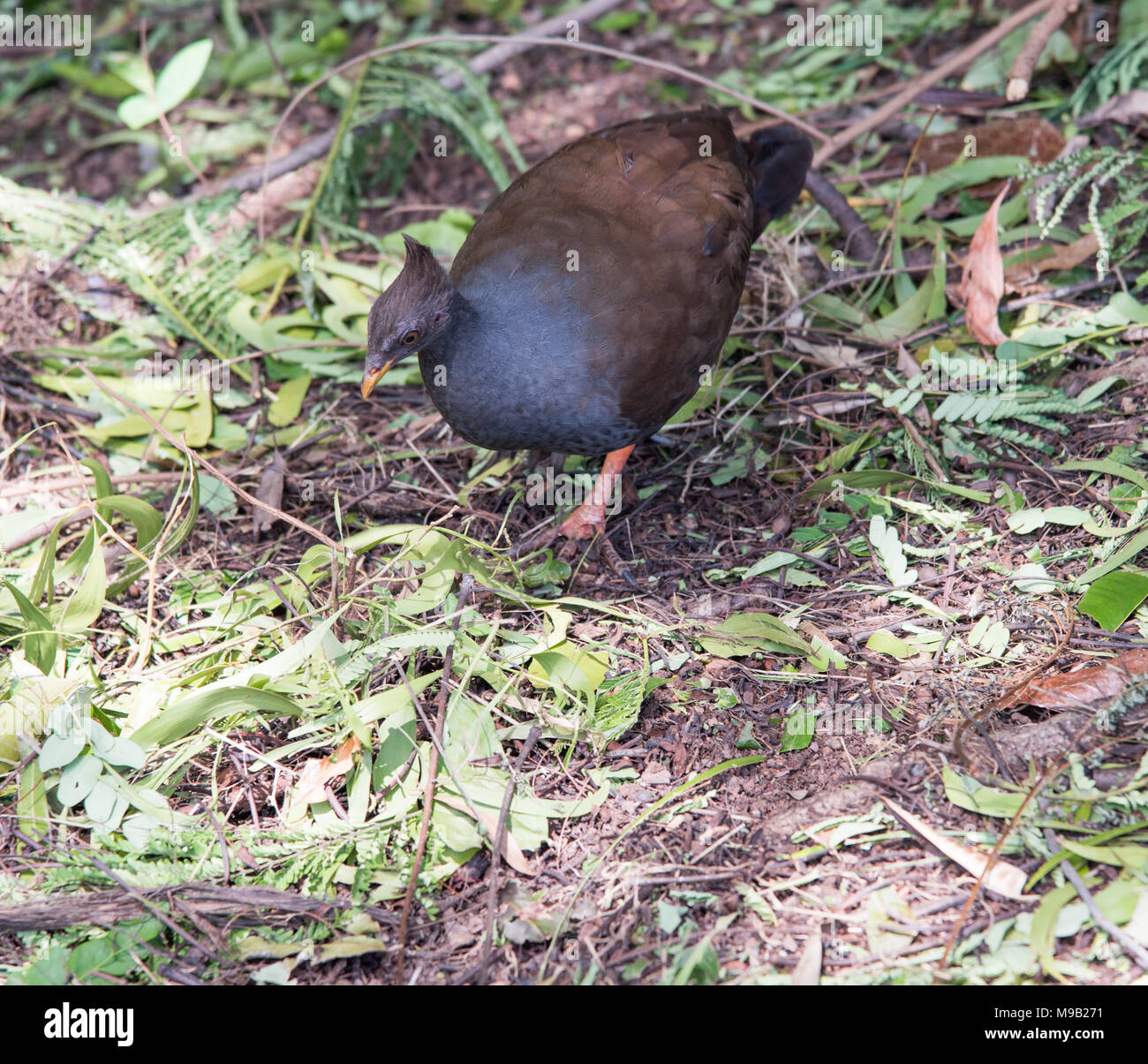 Orange-footed scrub fowl in the rainforest in Darwin, Australia Stock ...