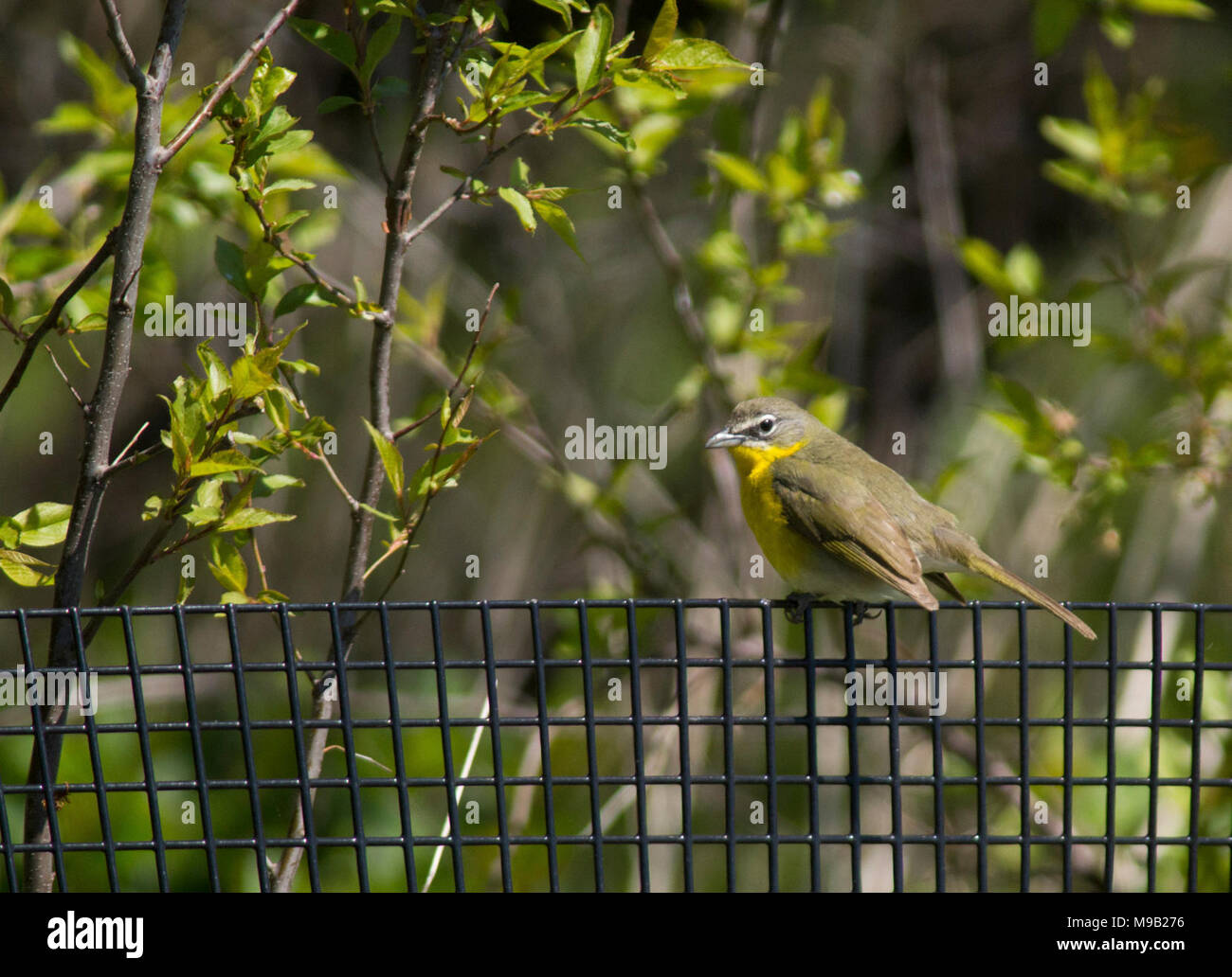 Yellow breasted chats hi-res stock photography and images - Alamy