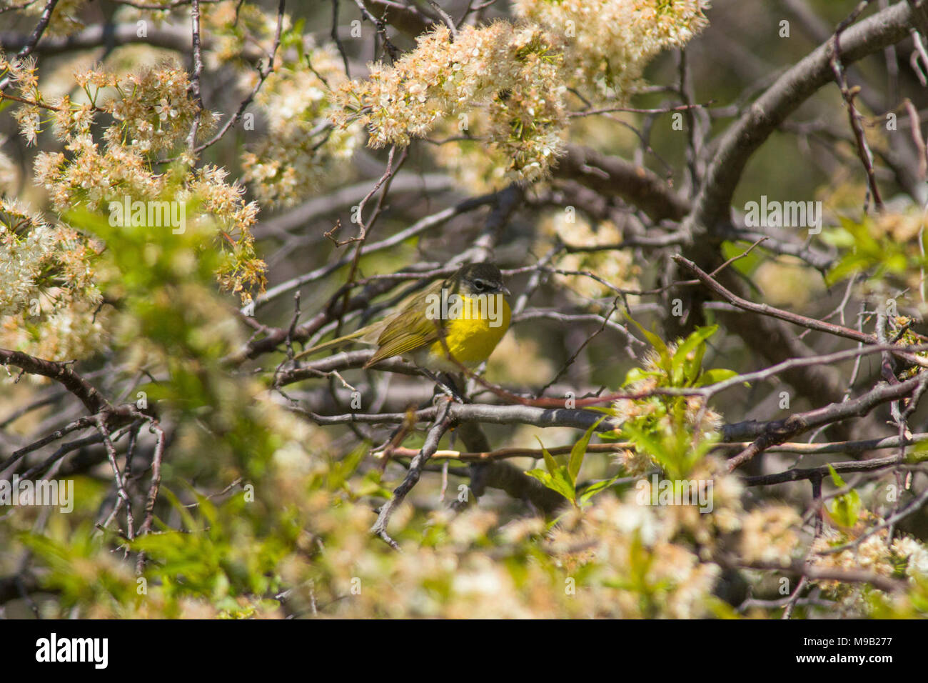 Yellow breasted chats hi-res stock photography and images - Alamy