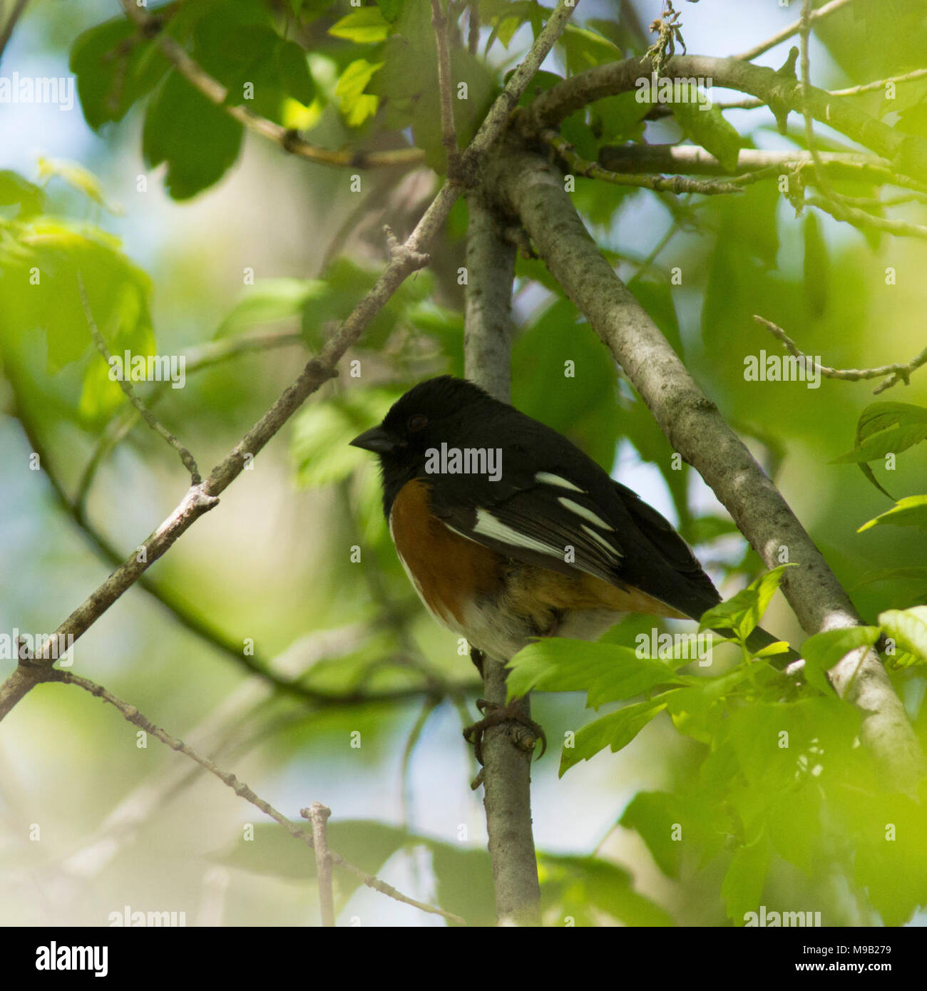 Towhees habitat hi-res stock photography and images - Alamy