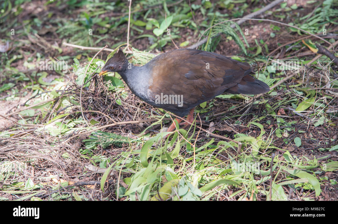 Orange-footed scrub fowl in the rainforest in Darwin, Australia Stock ...