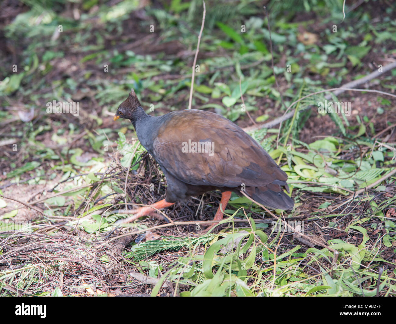 Orange-footed scrub fowl in the rainforest in Darwin, Australia Stock ...