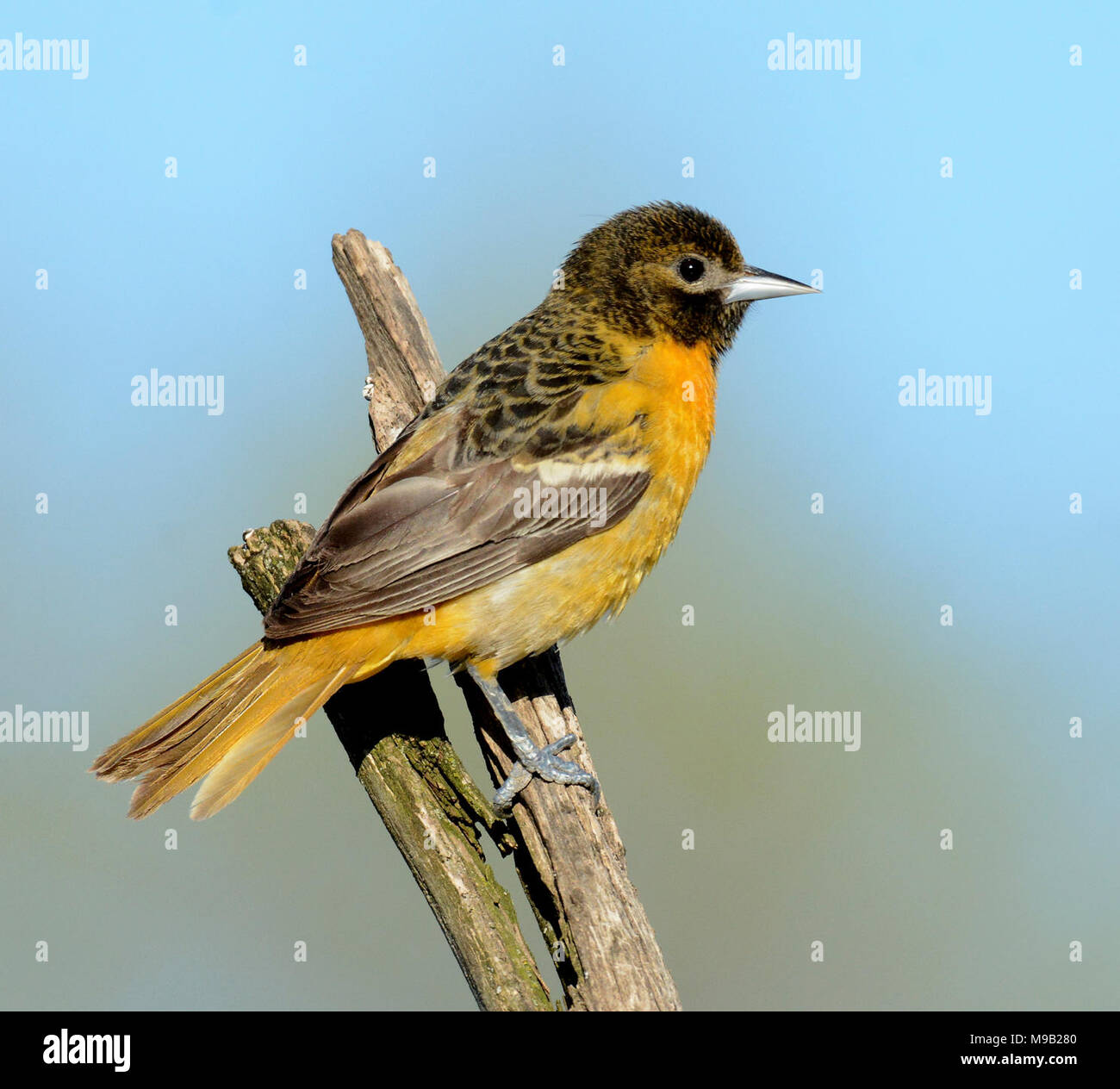 Female baltimore oriole bird hi-res stock photography and images - Alamy