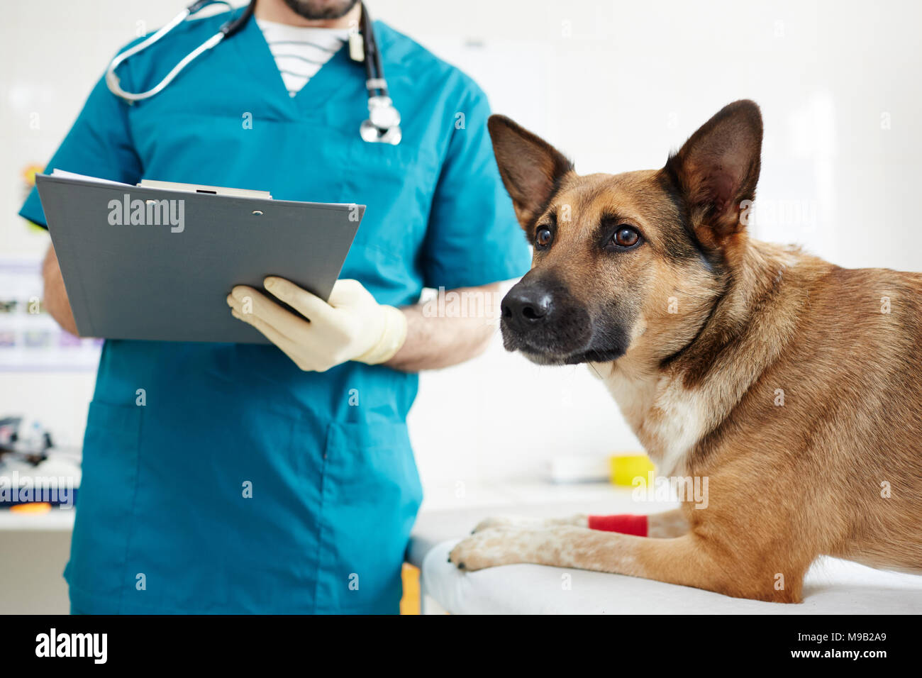 Dog on medical appointment Stock Photo - Alamy
