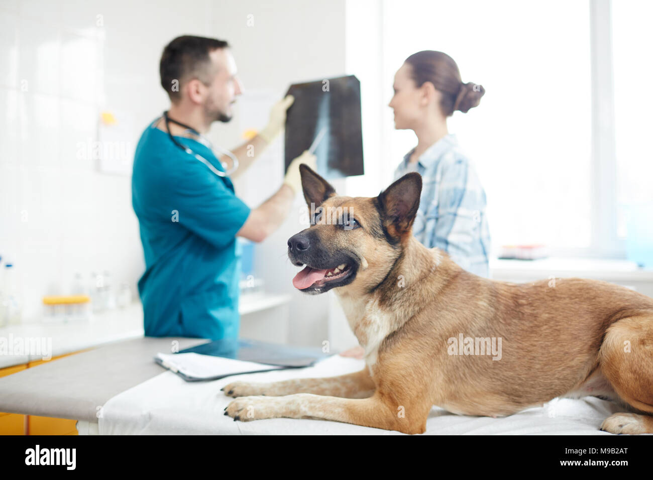 Dog visiting hospital hi-res stock photography and images - Alamy