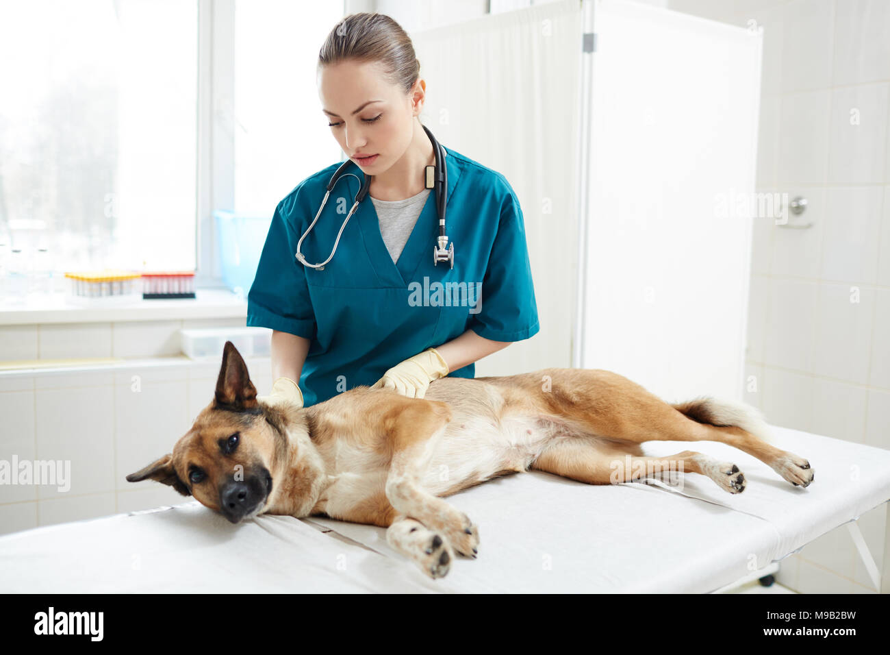 Sick dog and vet Stock Photo - Alamy