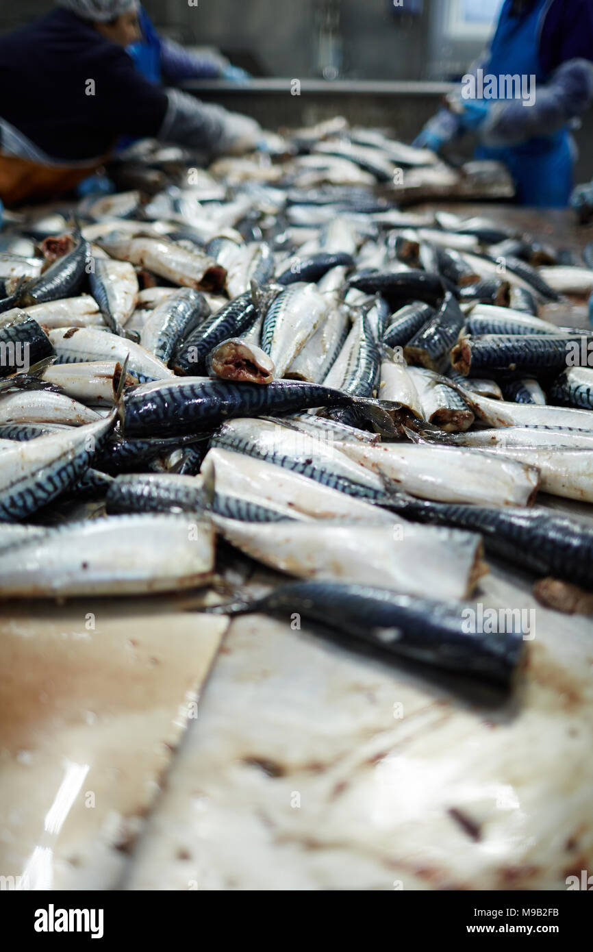 Sardine production hi-res stock photography and images - Alamy