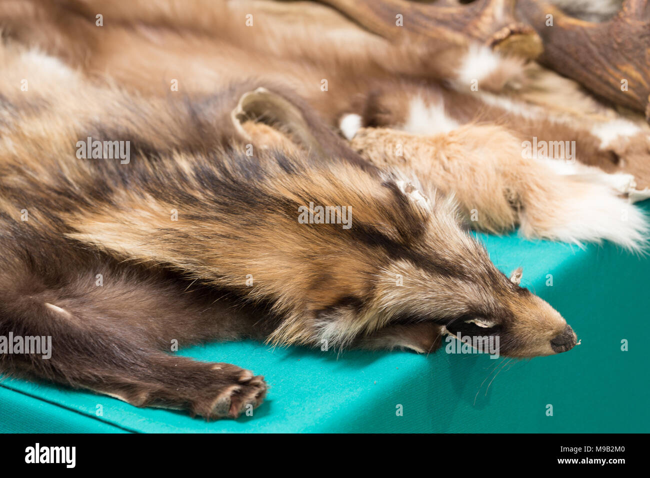 skin of killed foxes on fur Stock Photo - Alamy