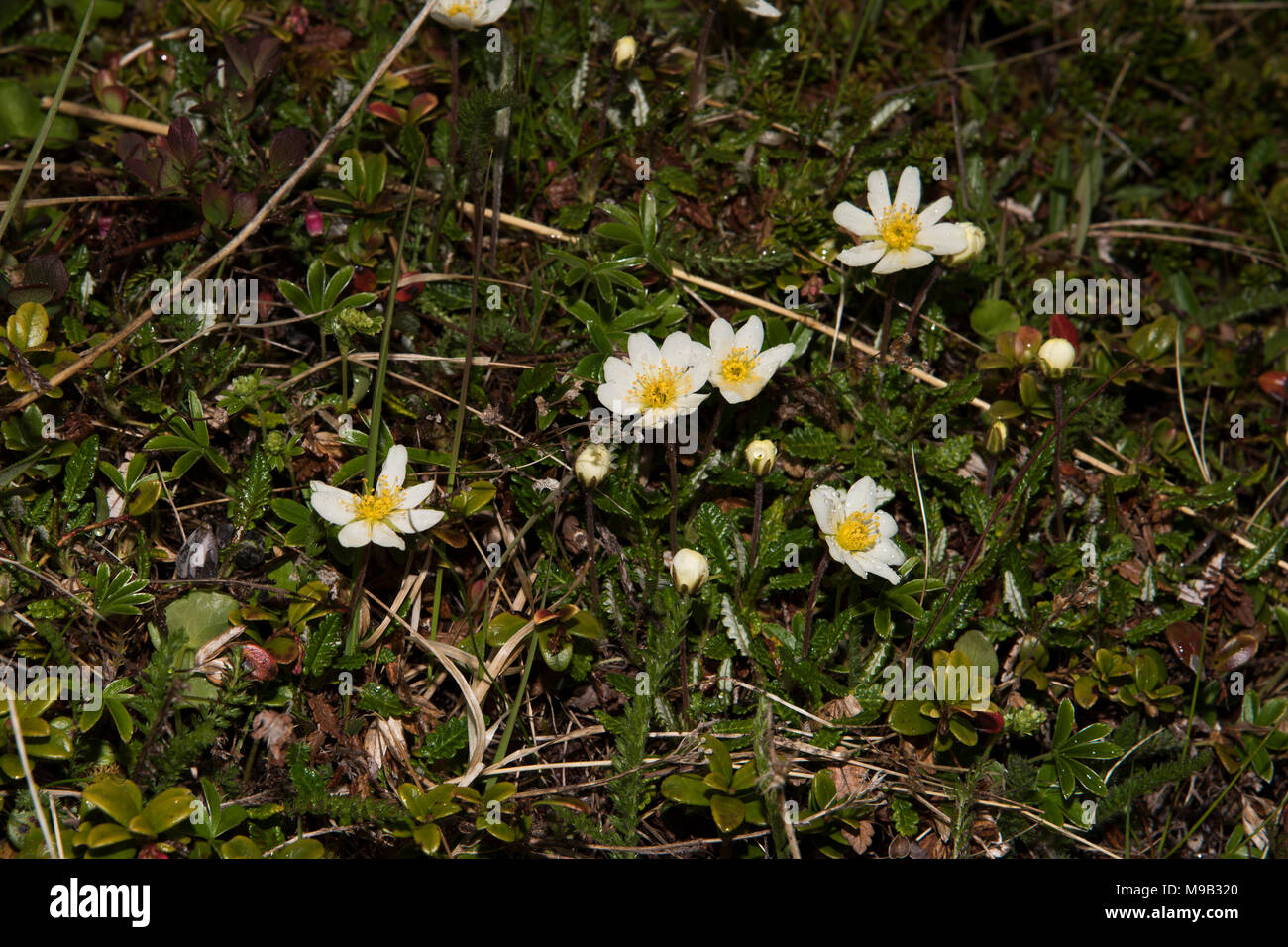 White Dryad flowering near Honningsvåg which is the northernmost city ...