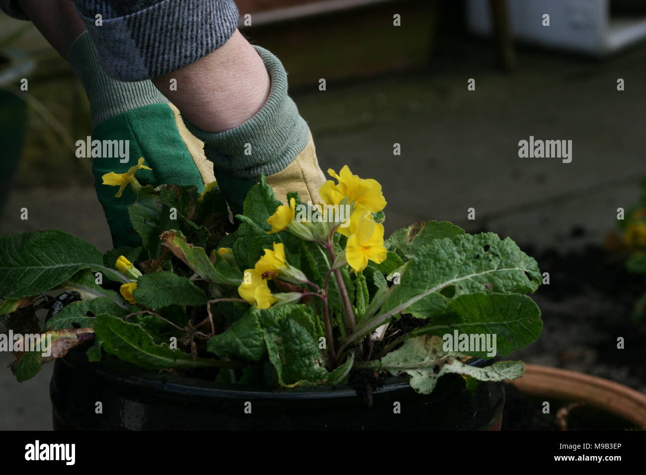 Petal petunias hi-res stock photography and images - Alamy