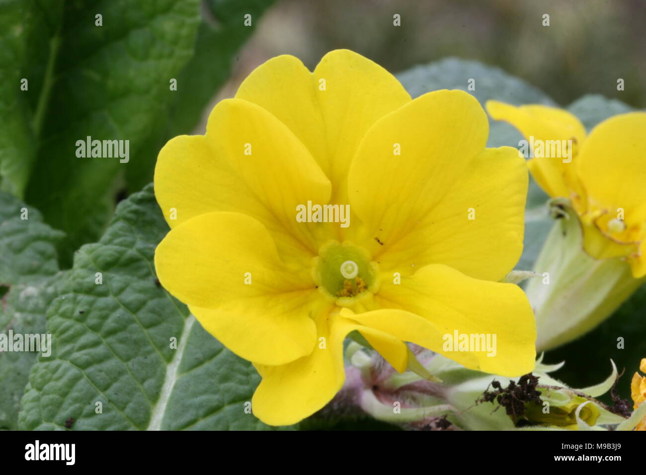 Primula winter hi-res stock photography and images - Alamy