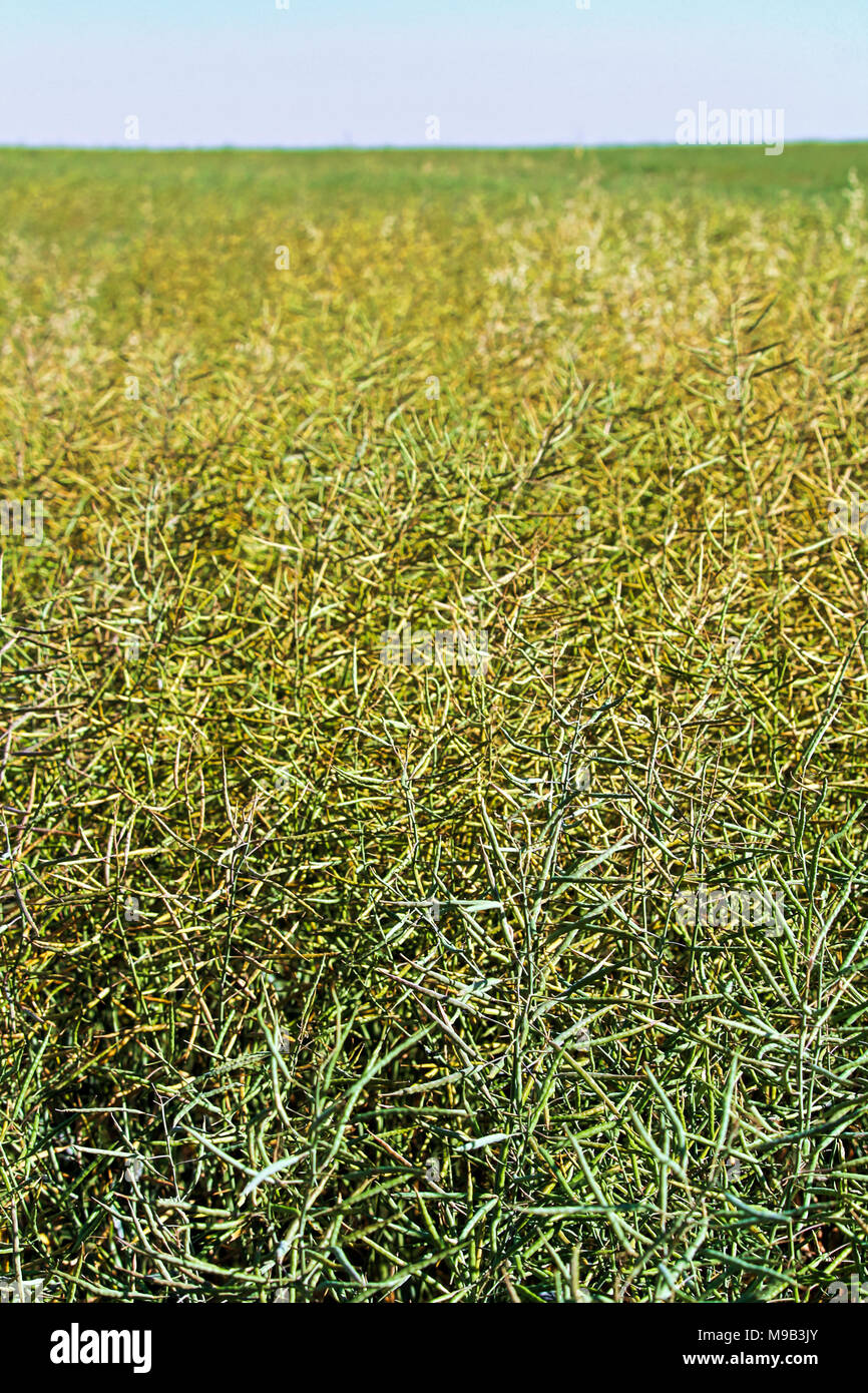A closeup of canola pods starting to ripen Stock Photo - Alamy