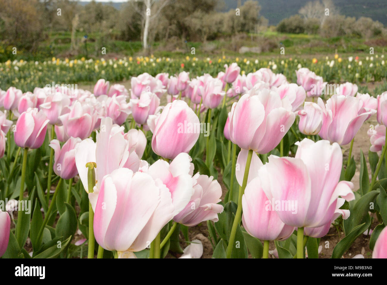 Field of pink tulips in the early spring Stock Photo - Alamy