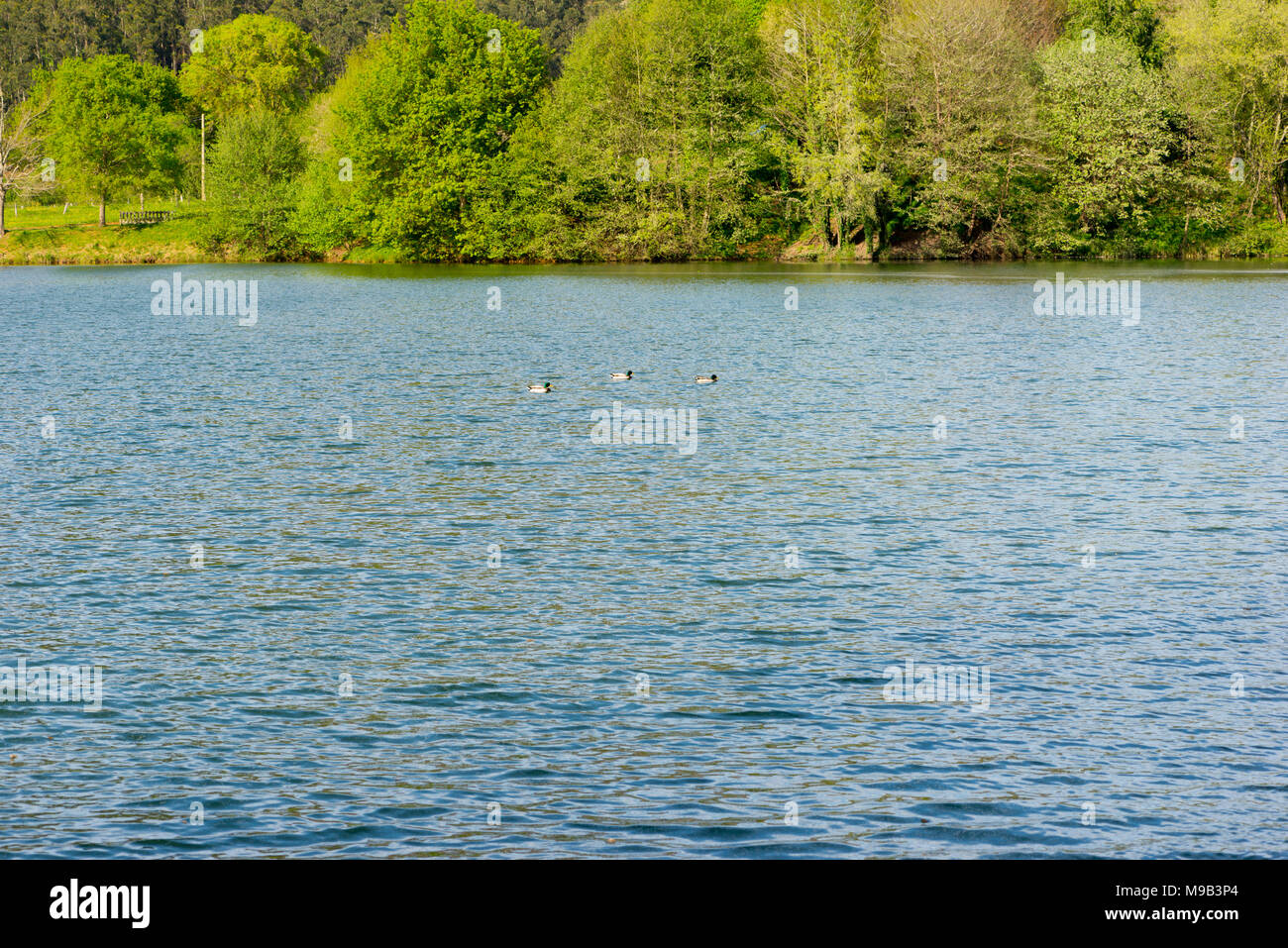 The holly pit in Cabarceno, Cantabria, Spain Stock Photo - Alamy