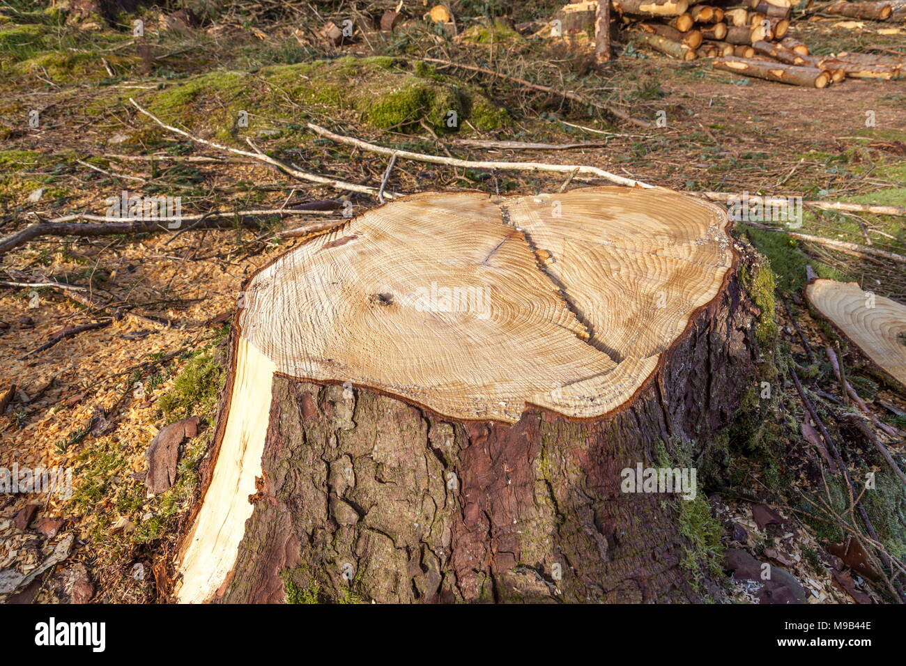 A newly cut tree stump surrounded by moss sits in the Gwydyr forest ...