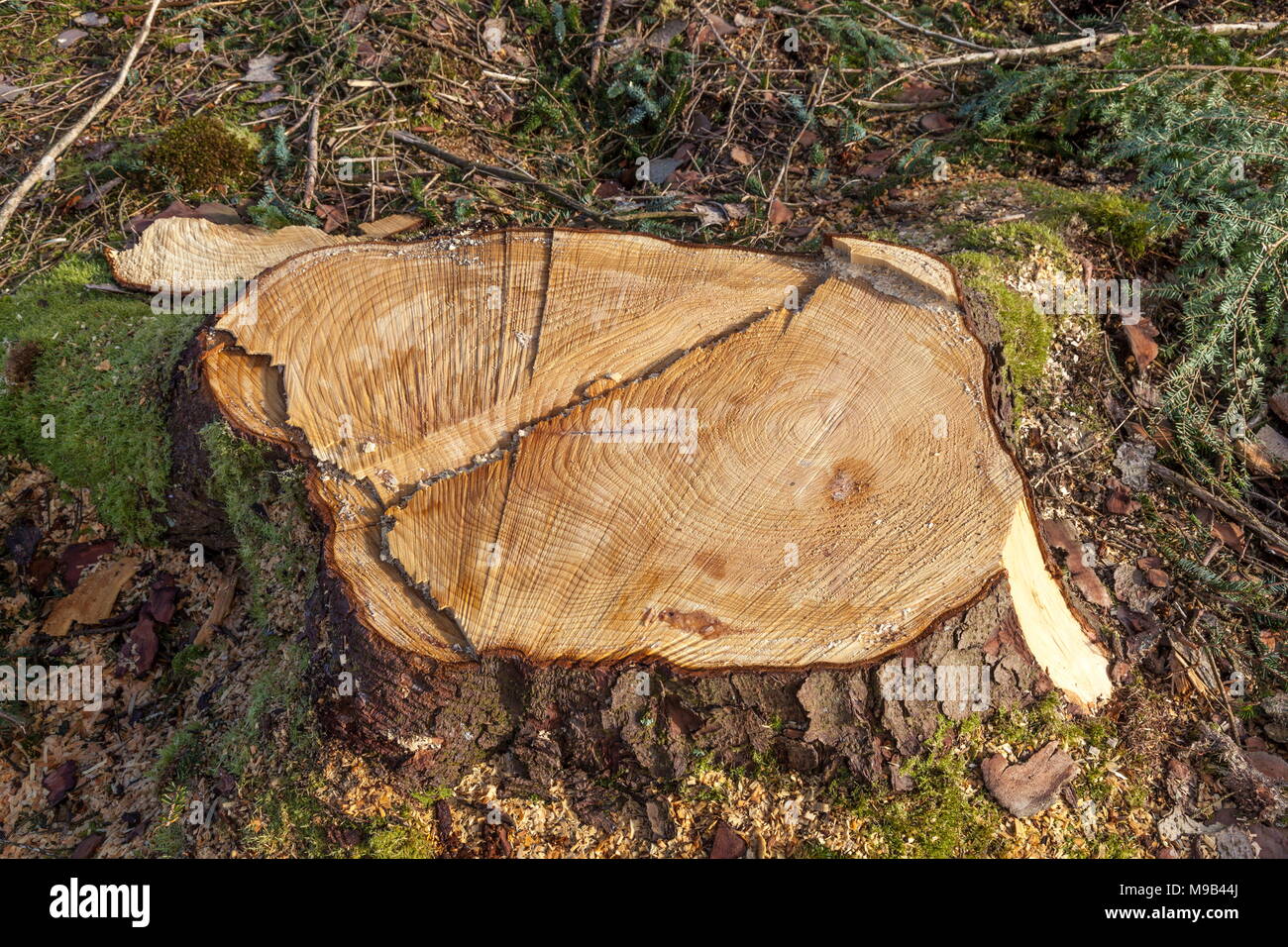 Newly cut tree stump hi-res stock photography and images - Alamy