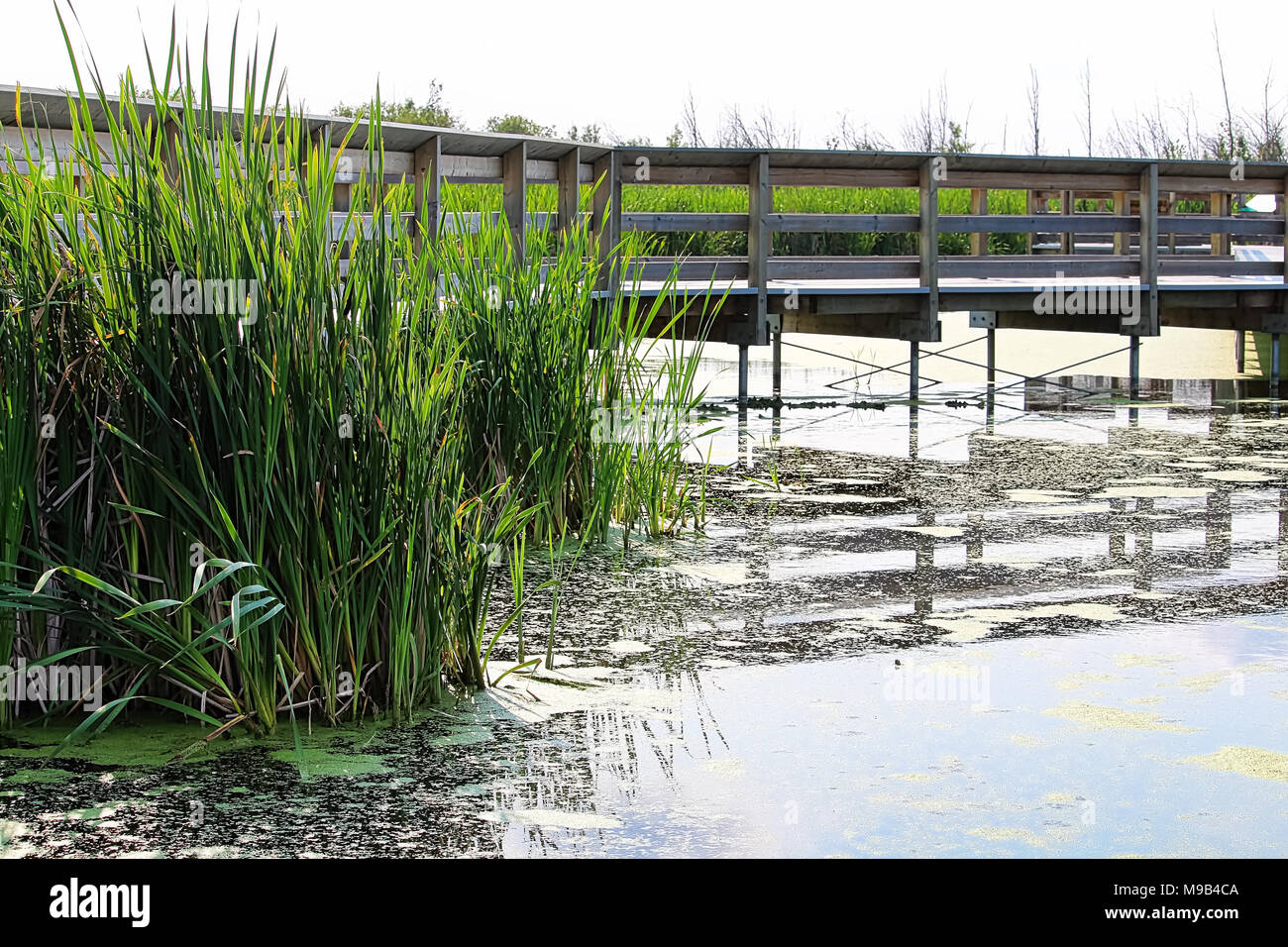 Marsh ecology hi-res stock photography and images - Alamy