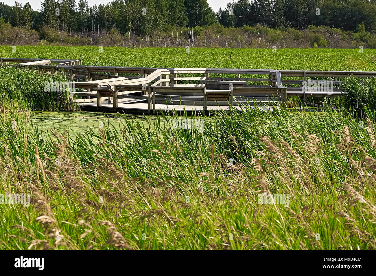 Stepped platforms allowing users to enjoy and expore a marsh Stock ...