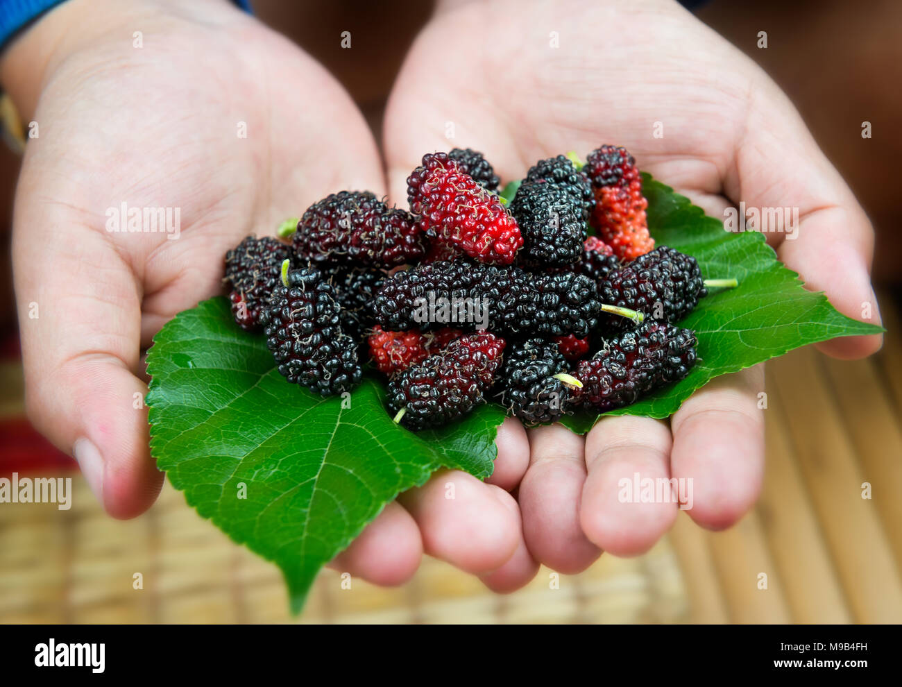 Mulberry harvested from agriculture farm red and dark mixed color photo ...