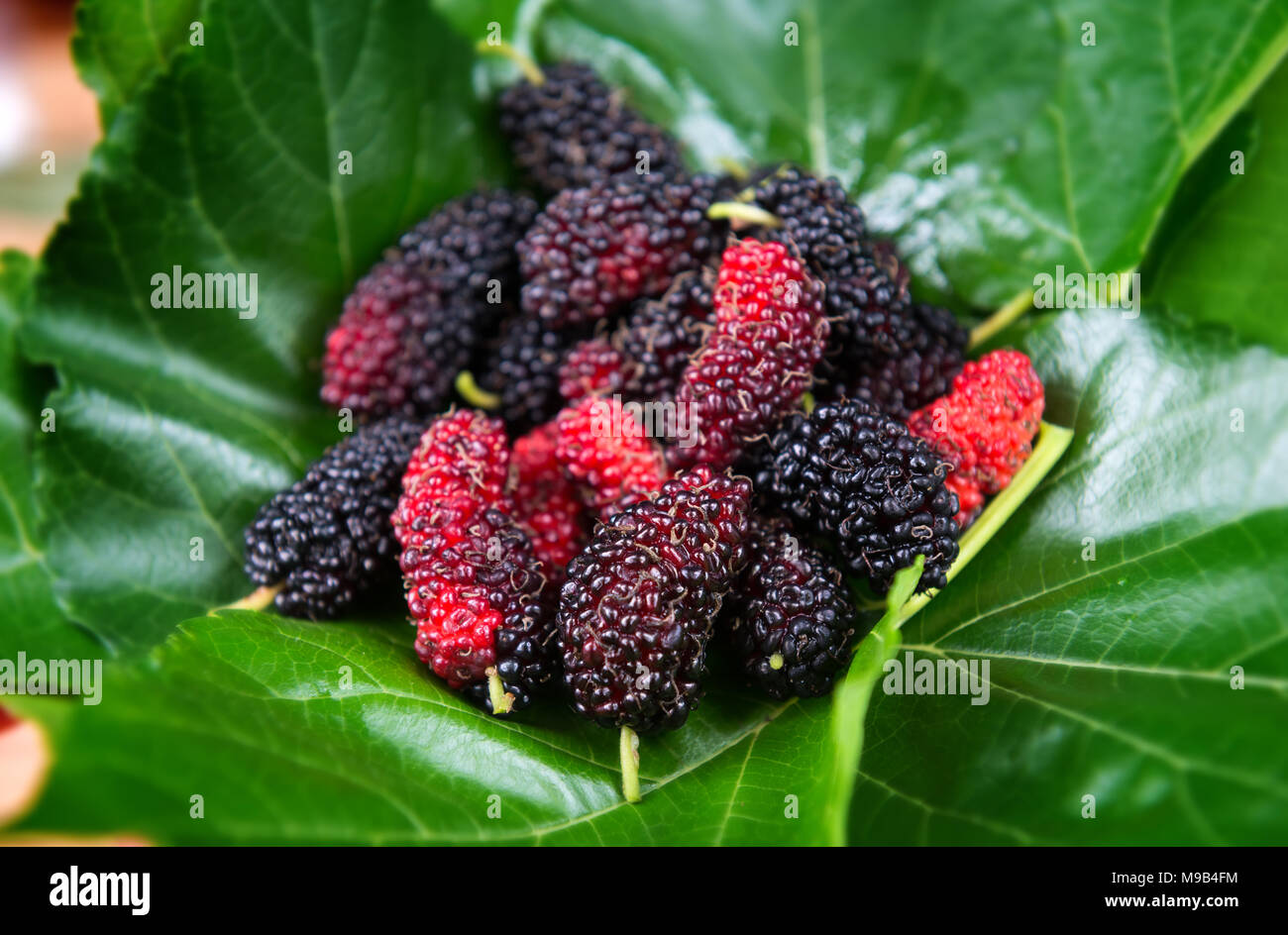 Mulberry harvested from agriculture farm red and dark mixed color photo ...