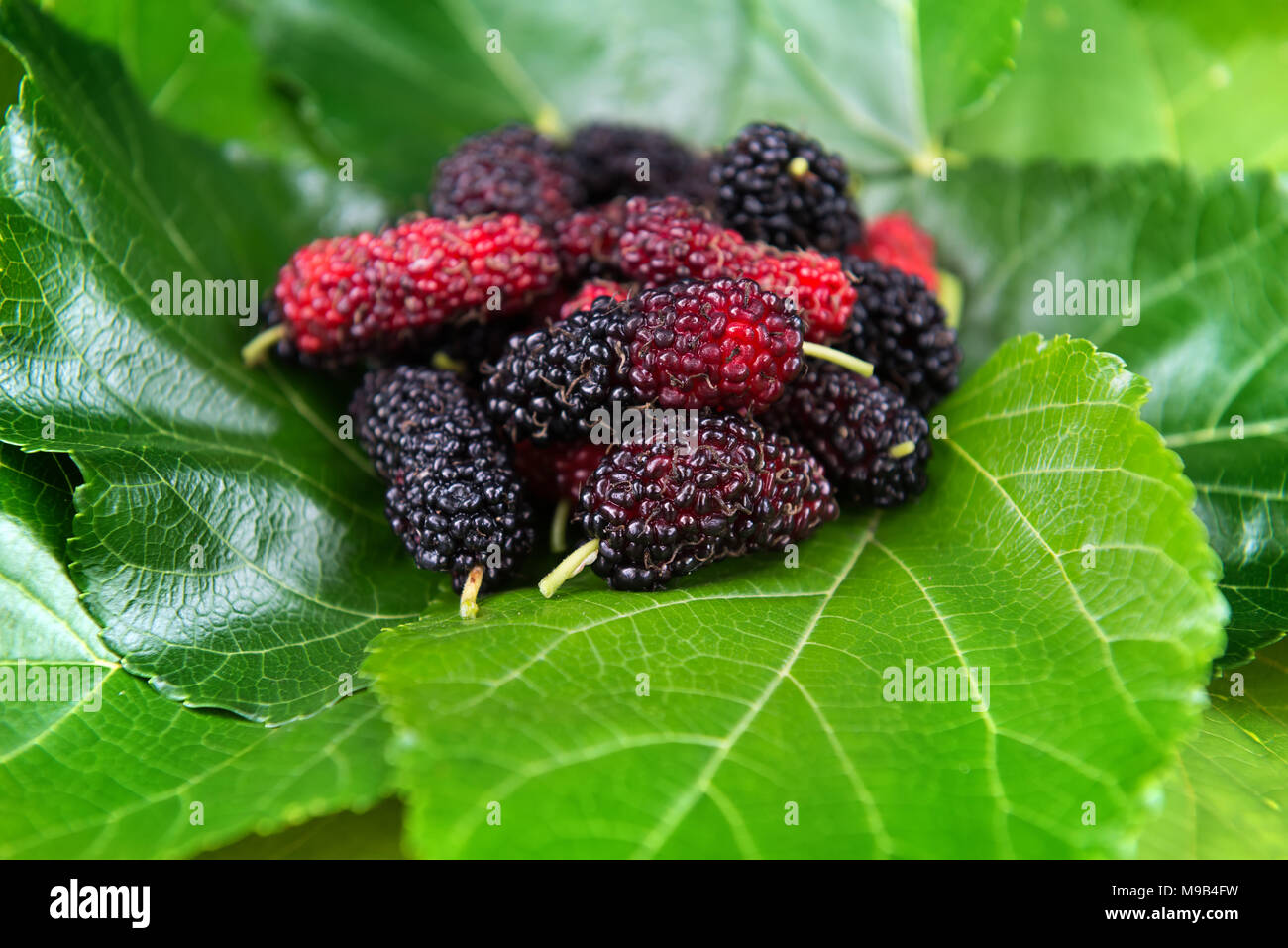 Mulberry farm hi-res stock photography and images - Alamy