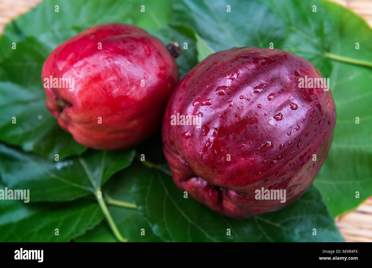 Malay apple harvested from agriculture farm with fresh water on the ...