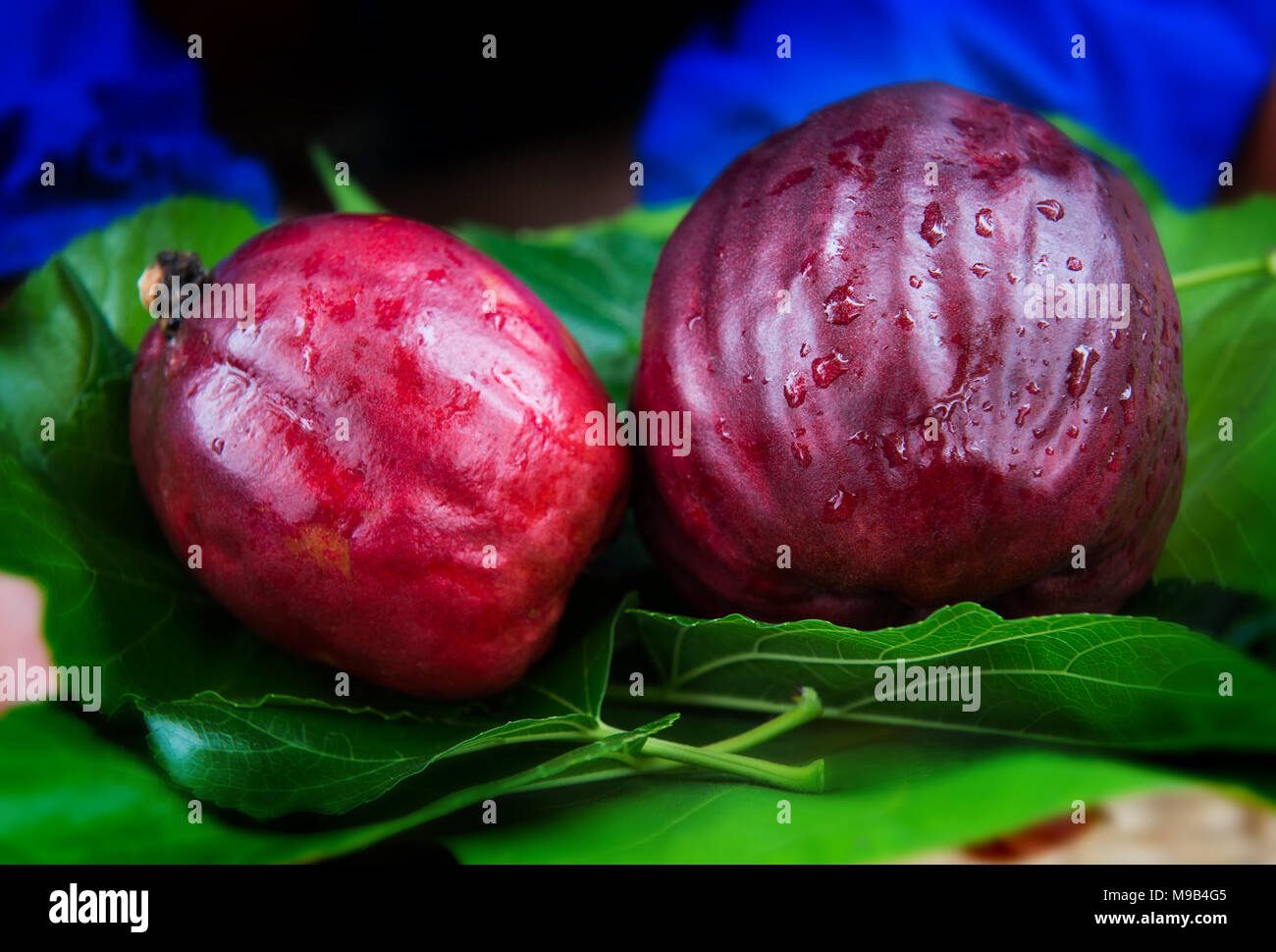 Malay apple harvested from agriculture farm with fresh water on the ...