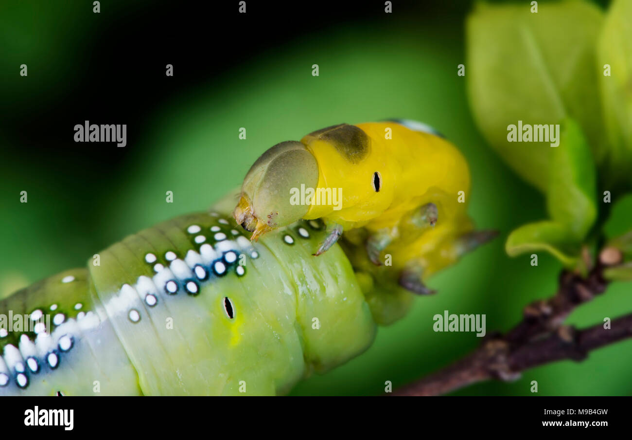 Oleander hawk moth caterpillar hi-res stock photography and images - Alamy