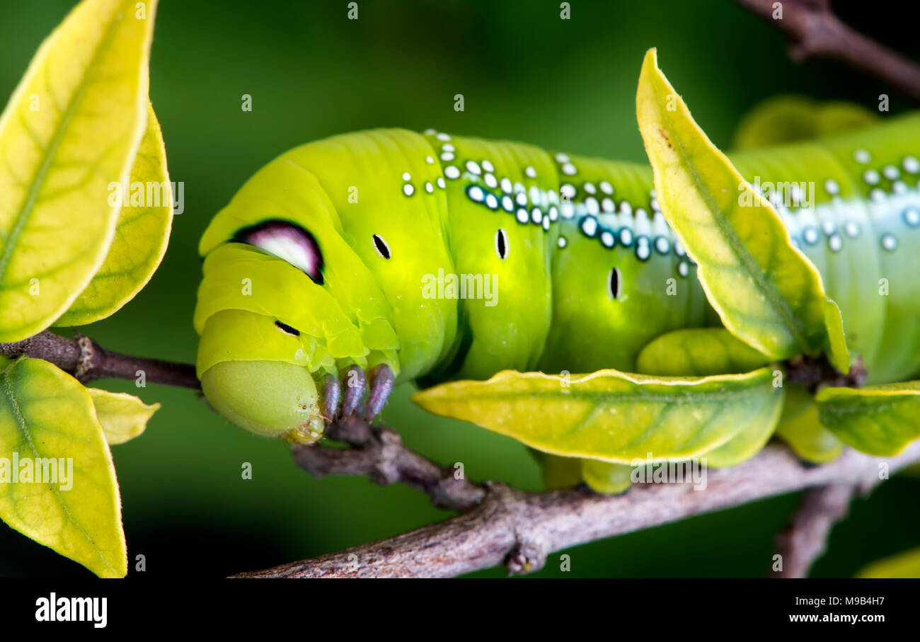 Oleander Hawk Moth Caterpillar