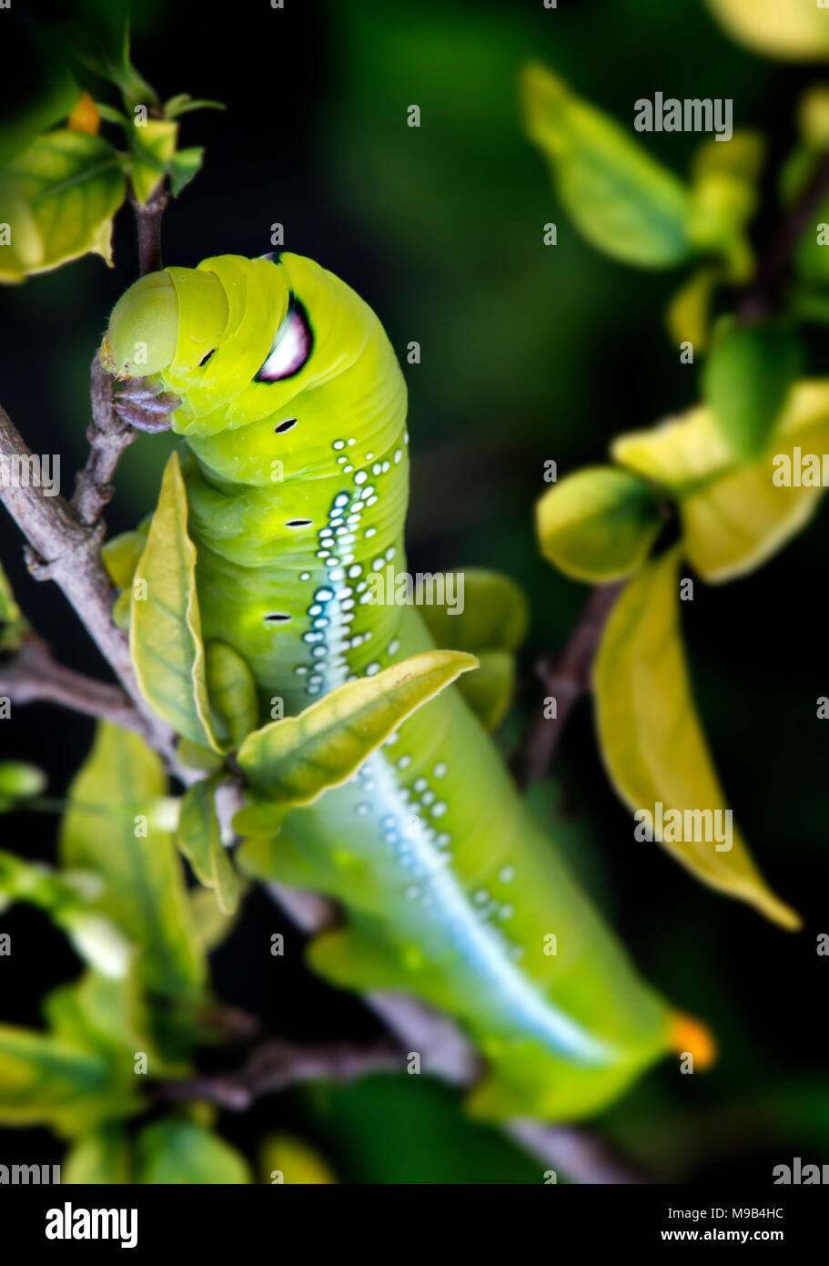 Oleander Hawk Moth Caterpillar
