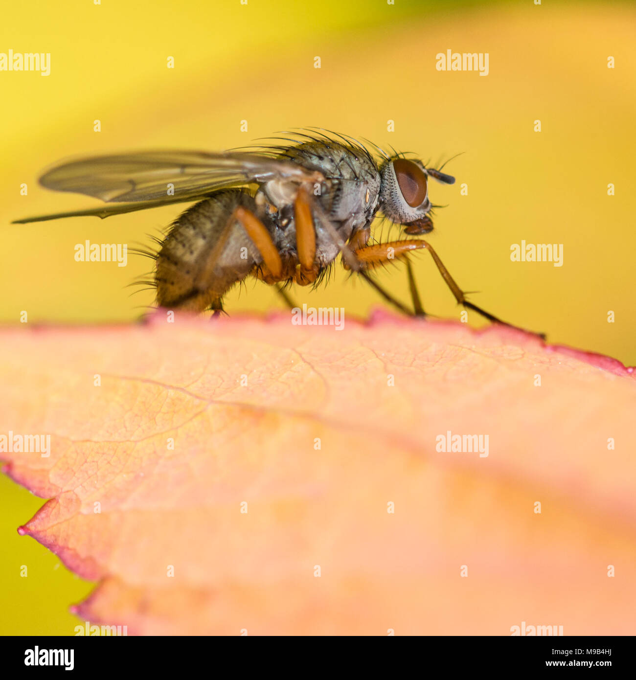 Spiraea japonica magic carpet hi-res stock photography and images - Alamy