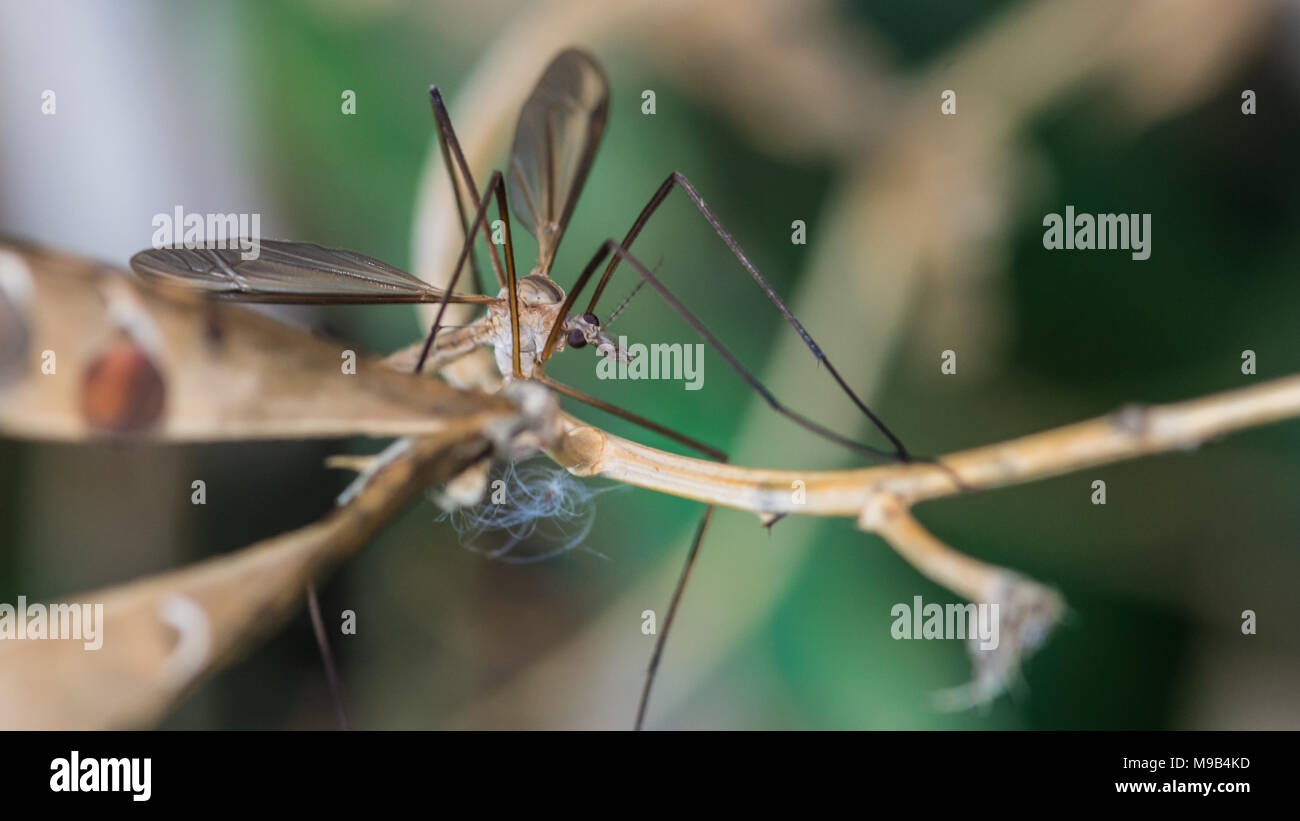 Crane fly close up hi-res stock photography and images - Alamy