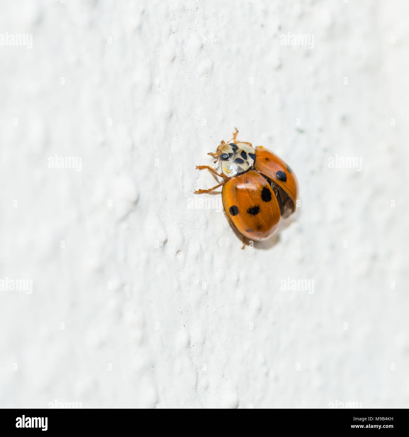 A macro shot of a ladybird climbing up an outside wall Stock Photo - Alamy