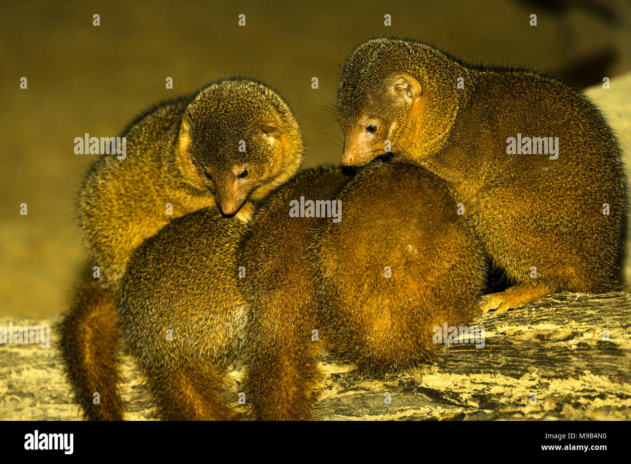 Dwarf Mongoose (Helogale parvula) family cuddling Stock Photo - Alamy