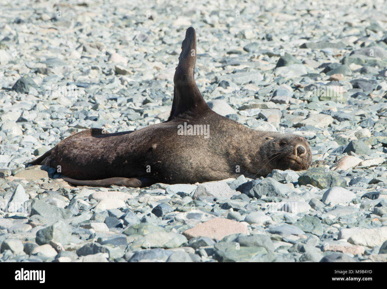 Seal waving hi-res stock photography and images - Alamy