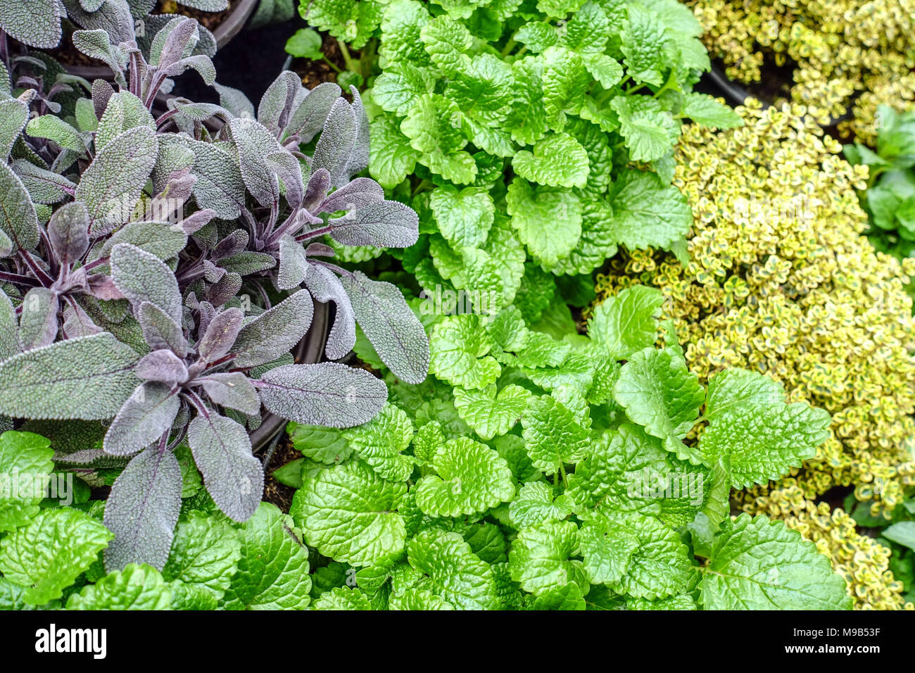 Kitchen garden plant hi-res stock photography and images - Alamy