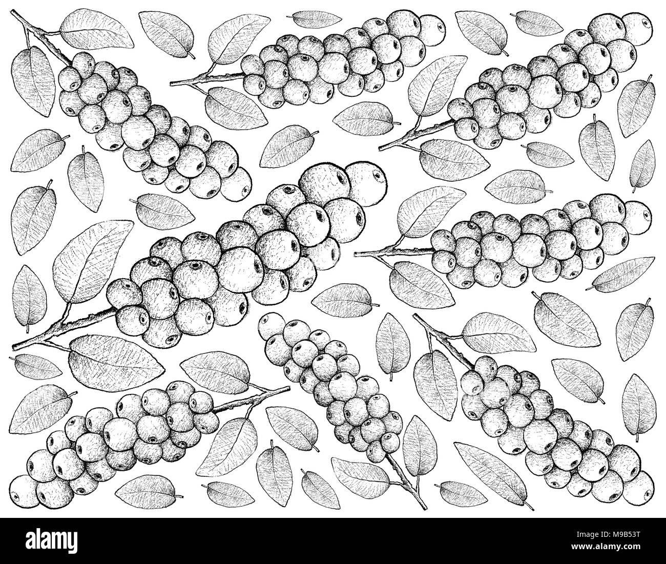 Berry Fruit, Illustration Wallpaper Background of Hand Drawn Sketch of ...