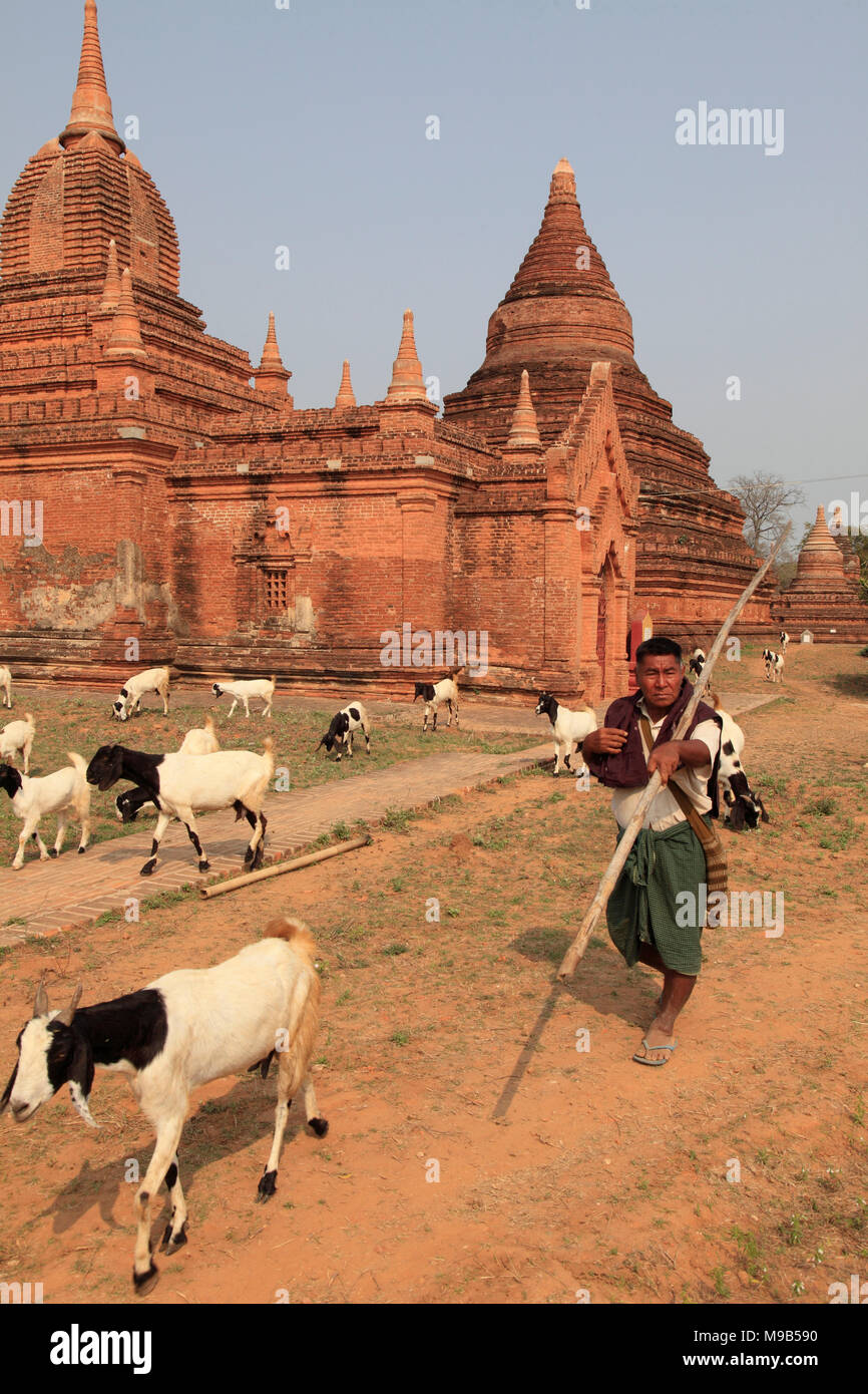 Myanmar, Burma, Bagan, temples, goat herd Stock Photo - Alamy