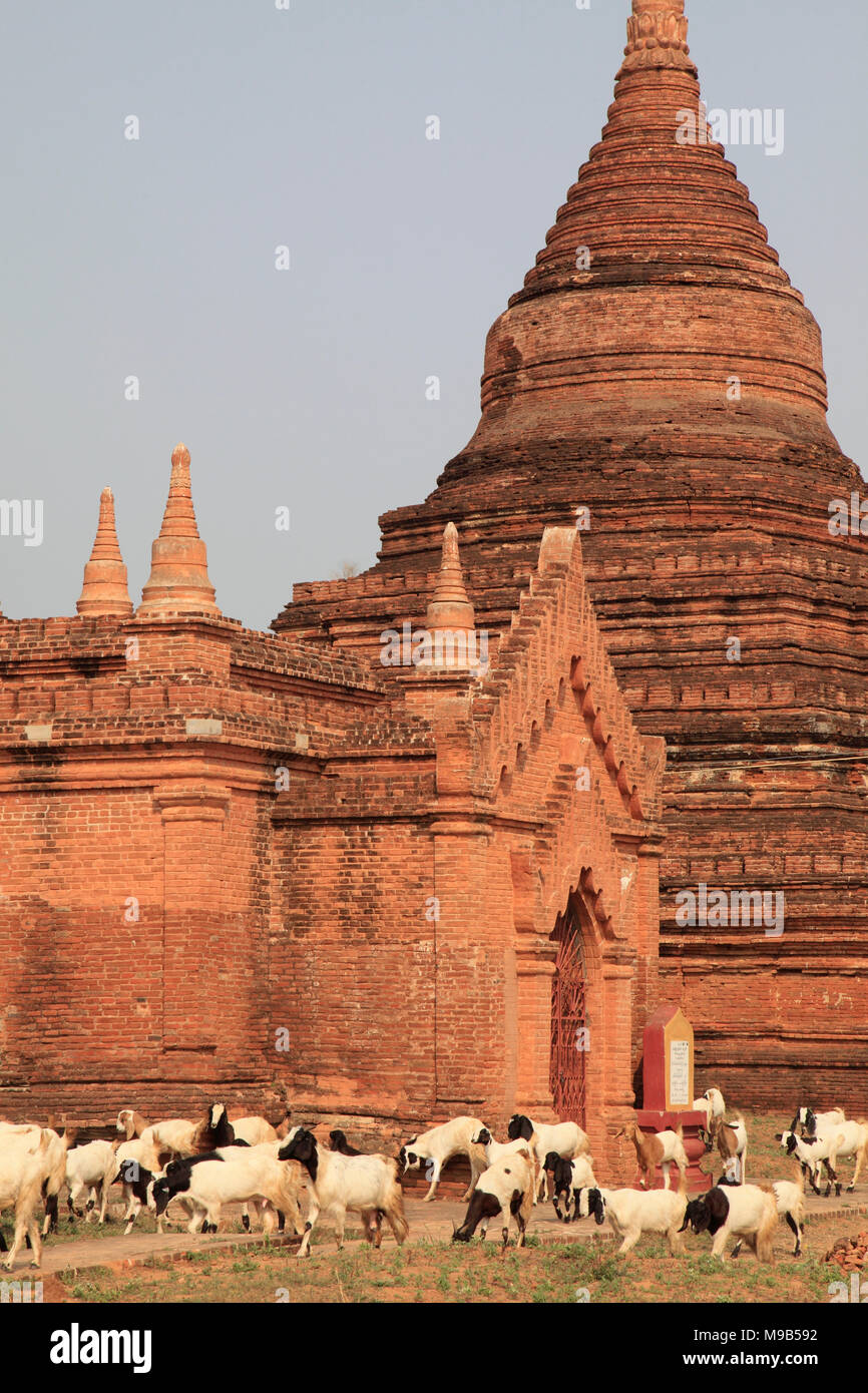 Myanmar, Burma, Bagan, temples, goat herd Stock Photo - Alamy
