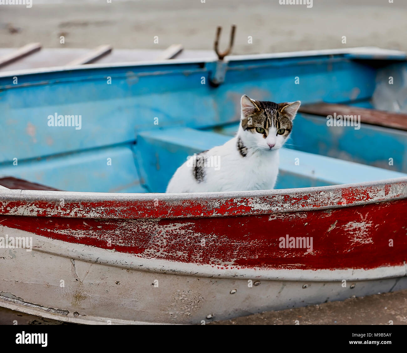 Cat In Boat. Small village cat using the dinghy on the beach as his ...