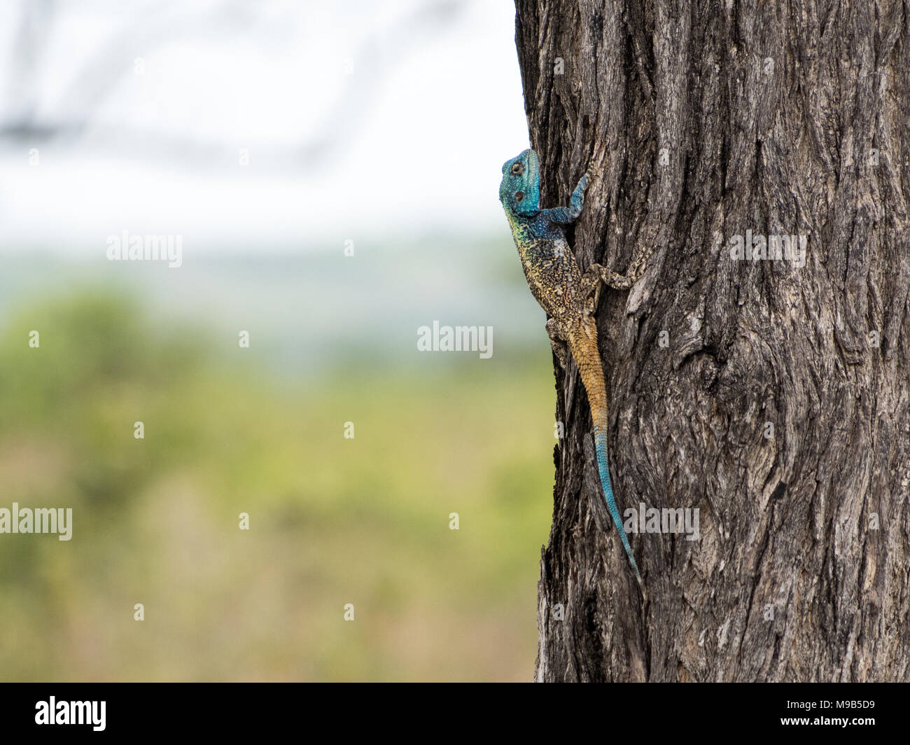 Blue-Headed Tree Agama lizard on a tree trunk in South Africa Stock ...